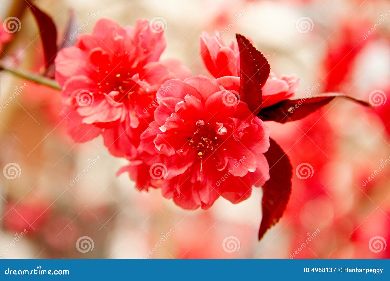 Red flowers in spring stock image. Image of gift, plants - 4968137