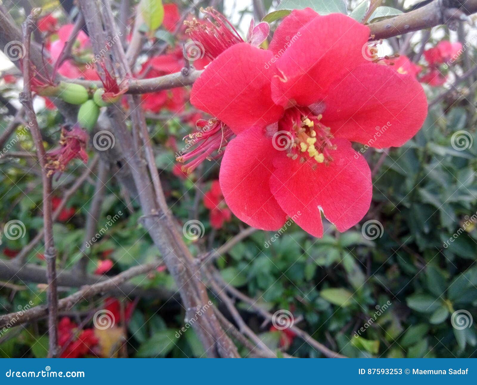 Red flowers stock image. Image of flowers, brings, spring - 87593253