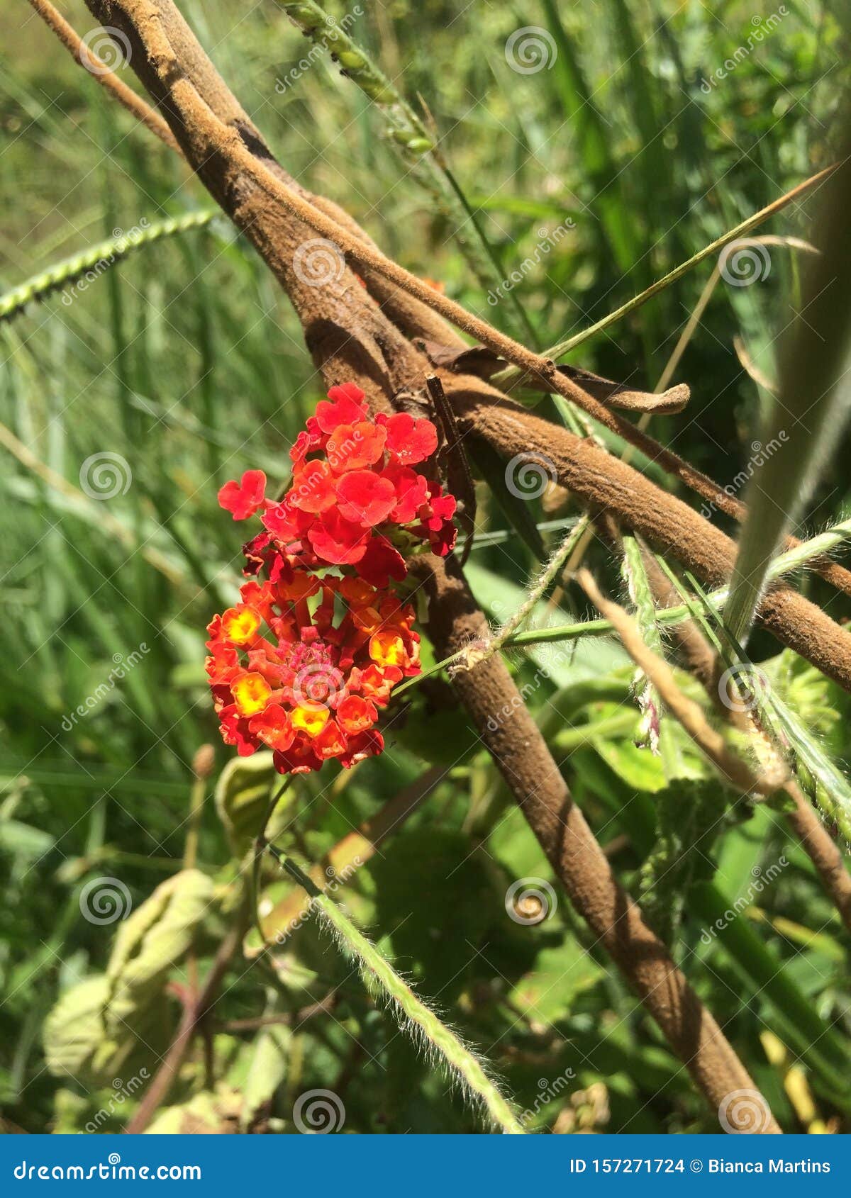 Red flowers stock photo. Image of nature, stick, beautiful - 157271724