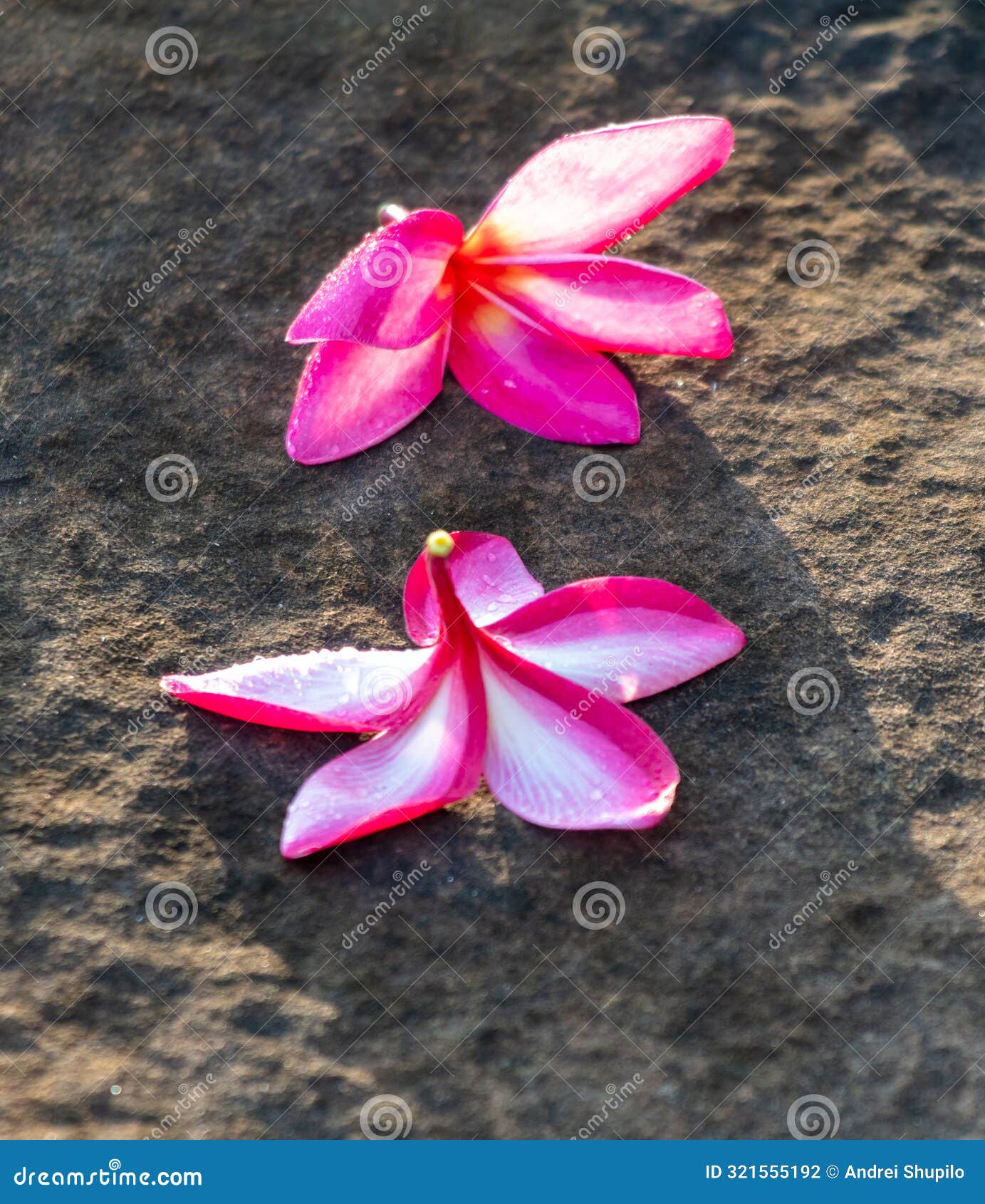 Red Flowers on Stone Ground in the Tropics Stock Photo - Image of ...