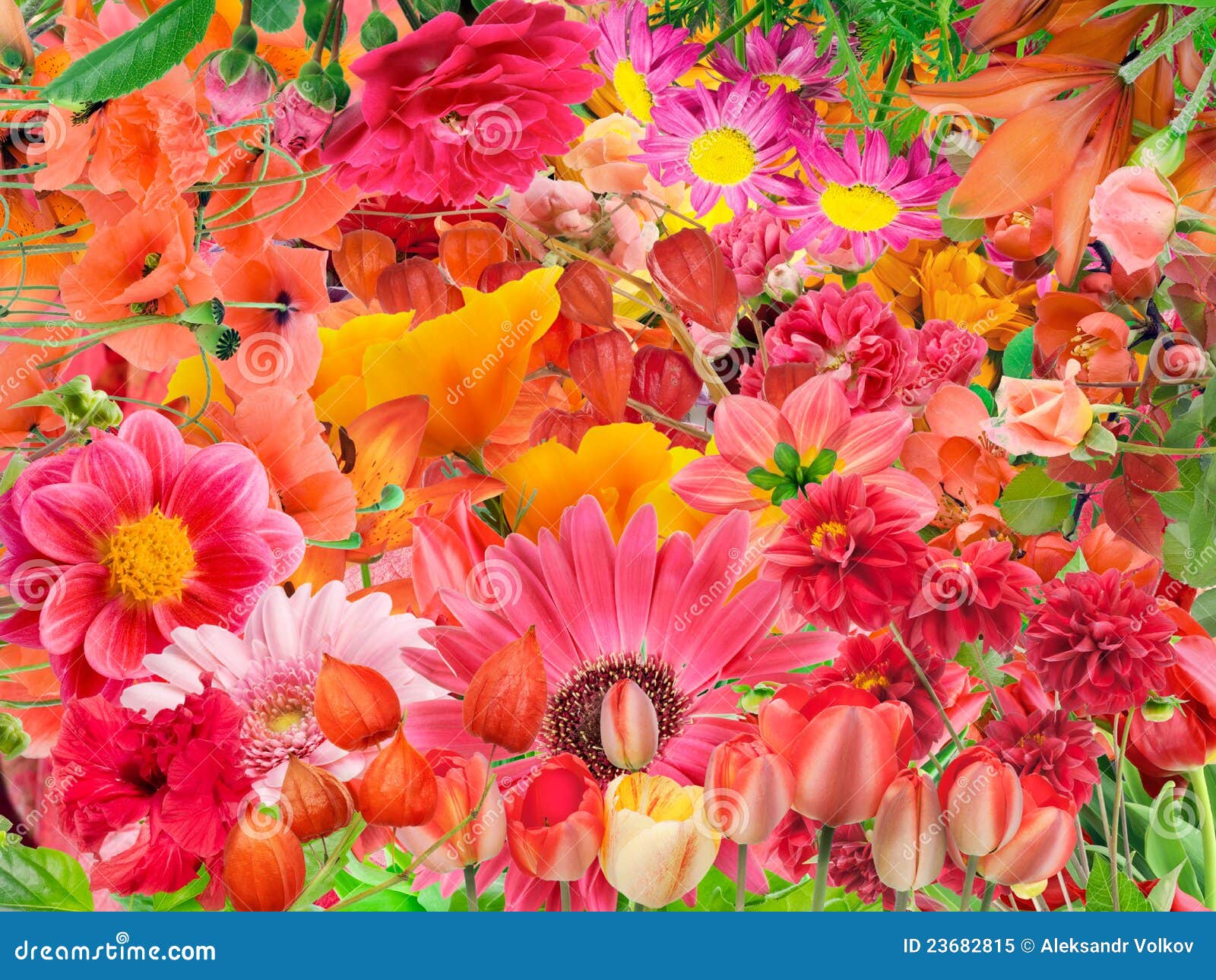 Red flowers summer collage stock image. Image of ornamental - 23682815