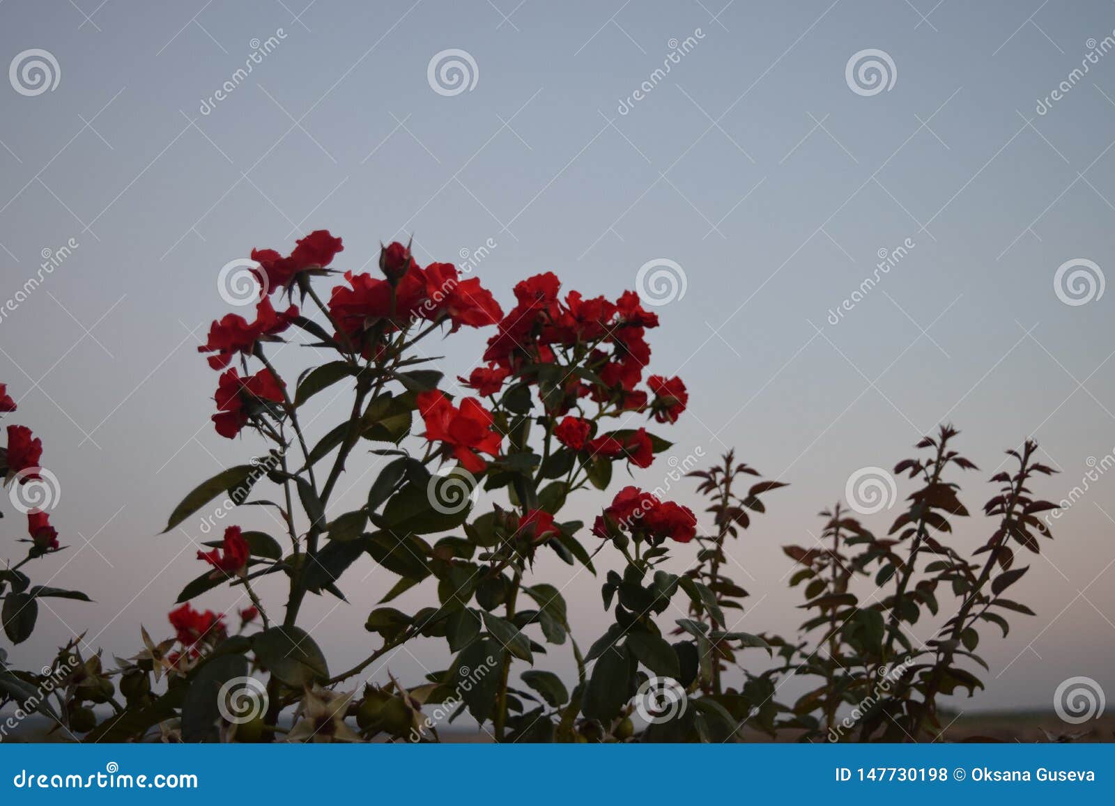 Red flowers in the sunset stock photo. Image of nature - 147730198