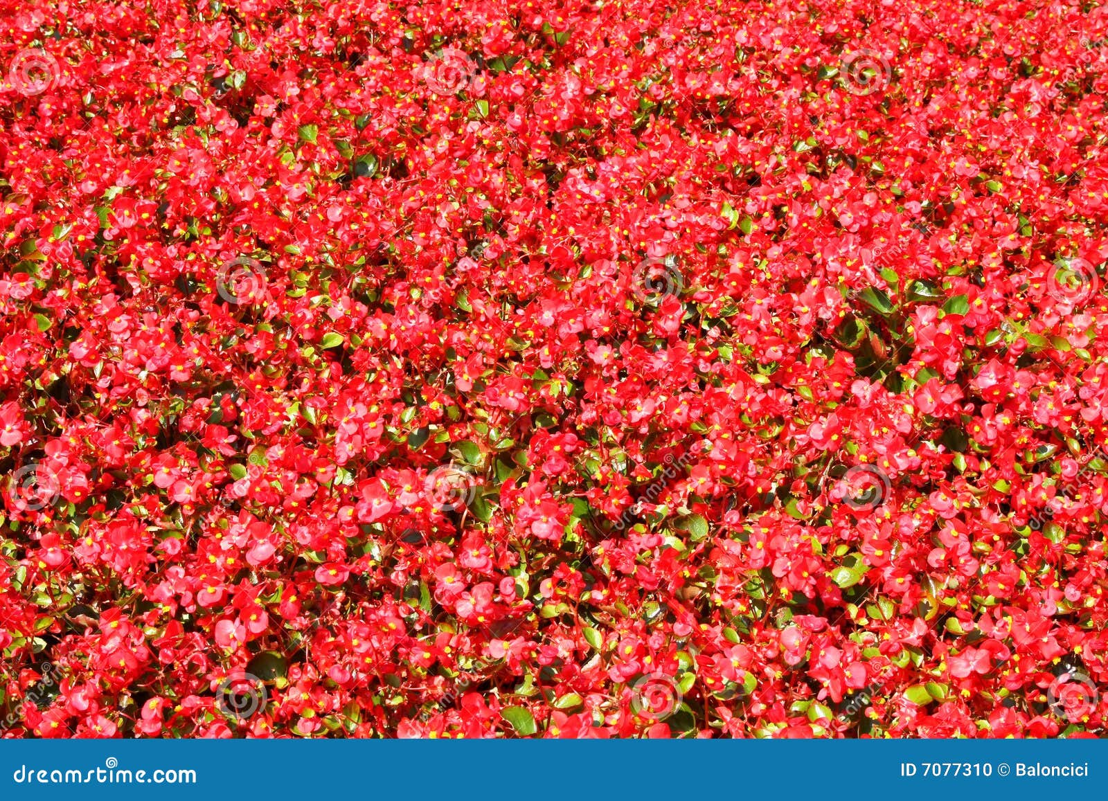 Red flowers texture stock photo. Image of field, flower - 7077310