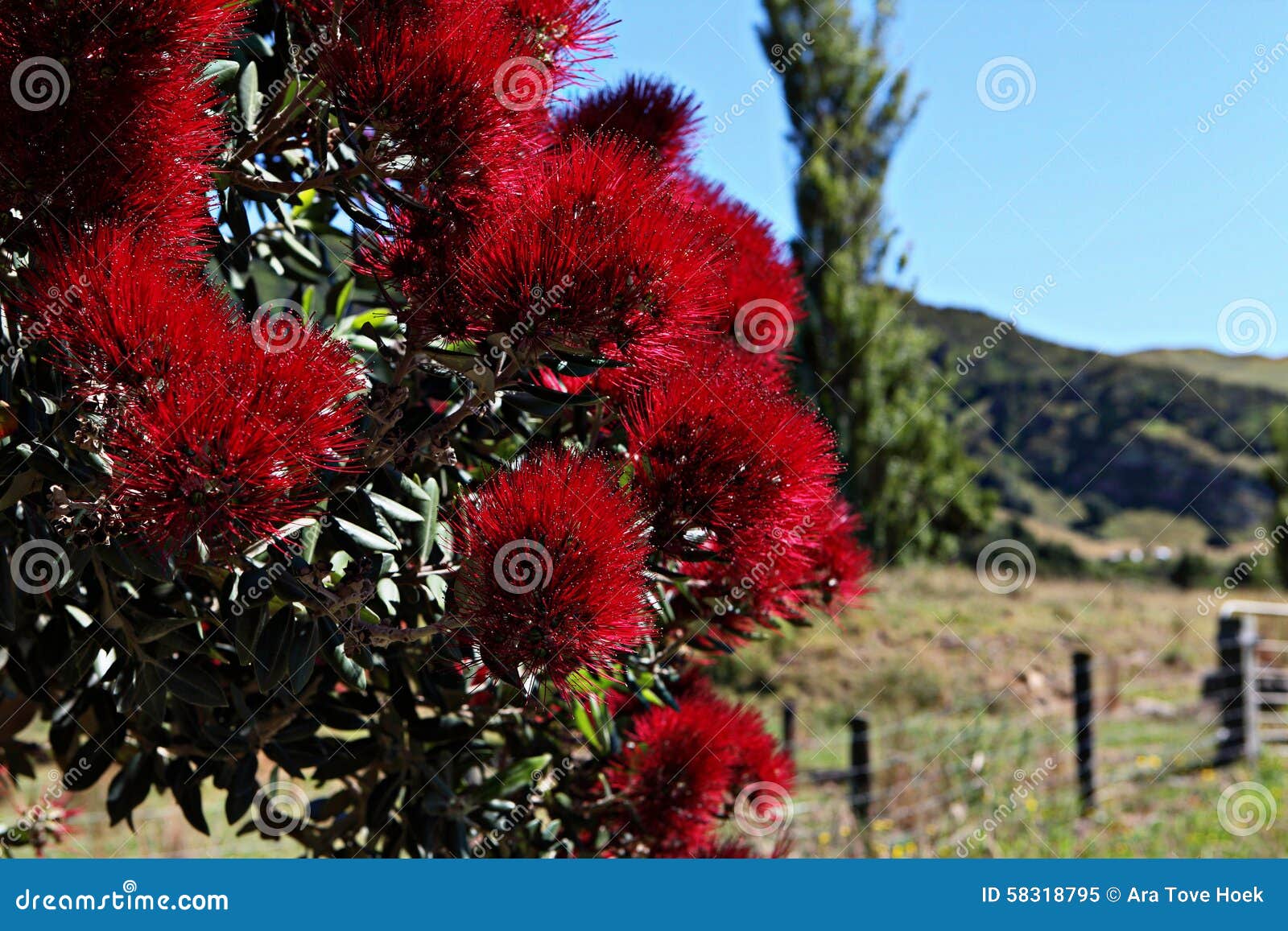 Red Flowers on a Tree in a Field Stock Image - Image of green, flower ...