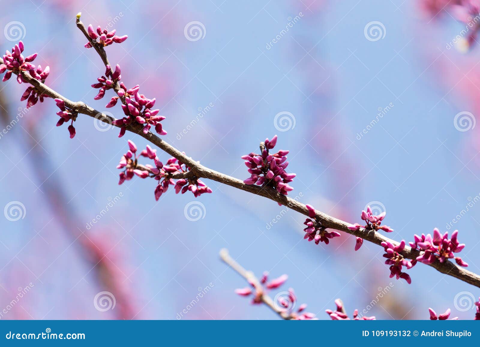 Red Flowers on the Tree in Nature Stock Photo - Image of bloom ...