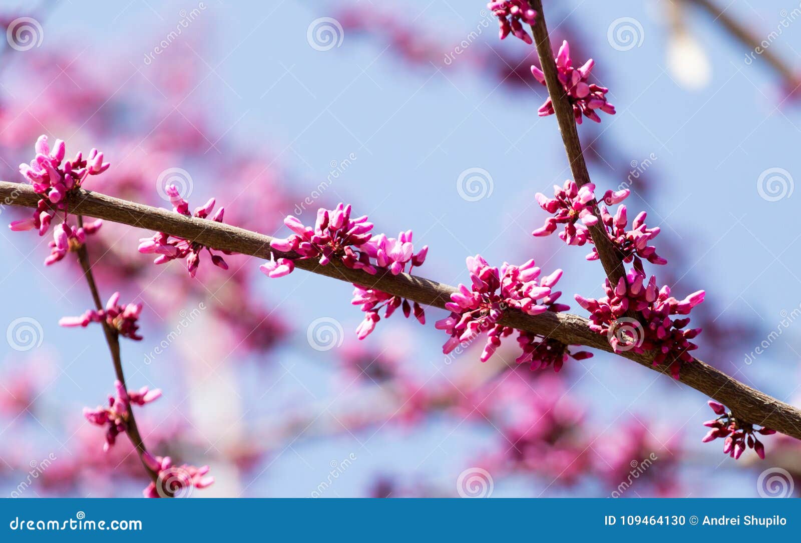 Red Flowers on the Tree in Nature Stock Photo - Image of freshness ...