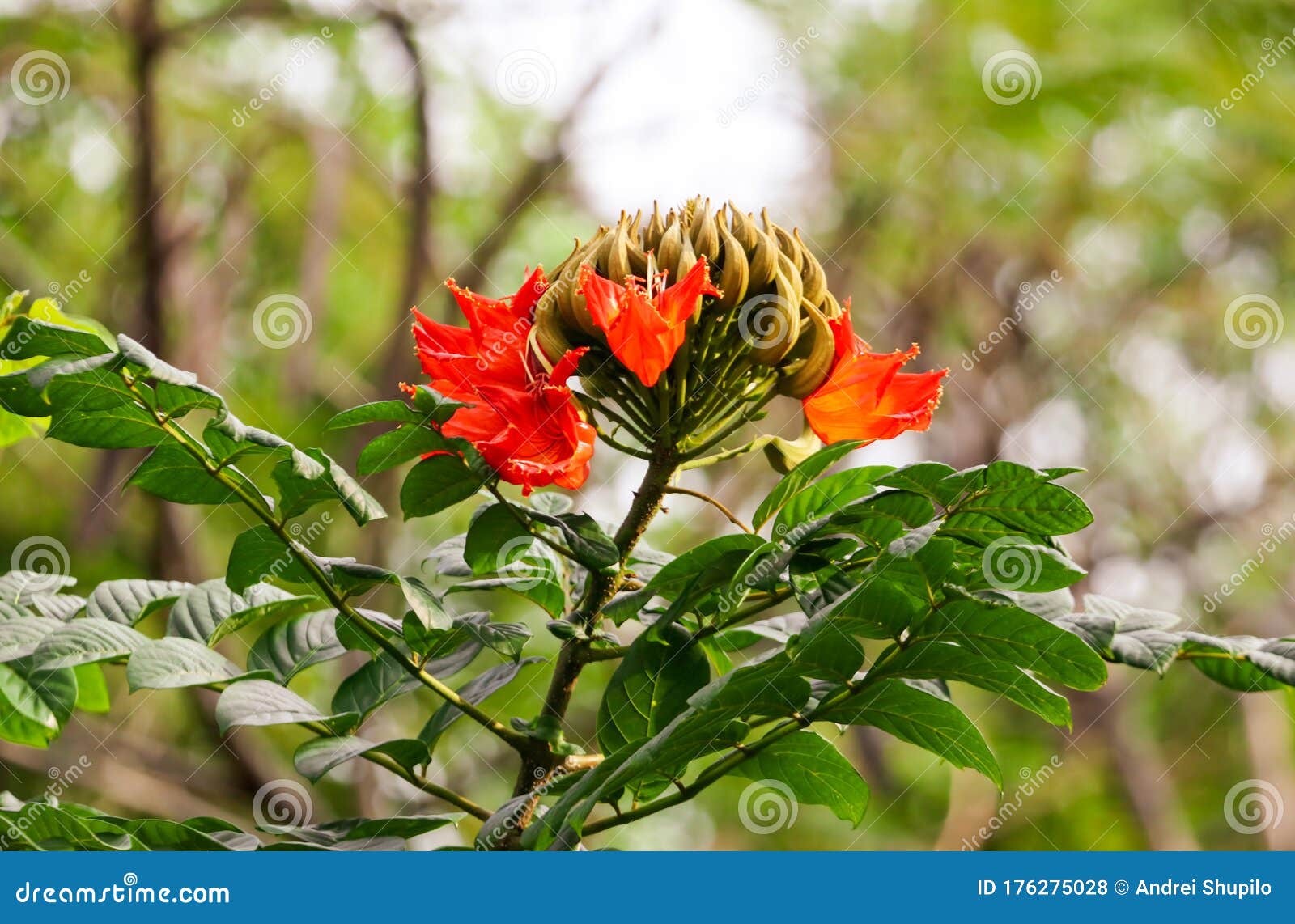 Red flowers on a tree stock photo. Image of beautiful - 176275028