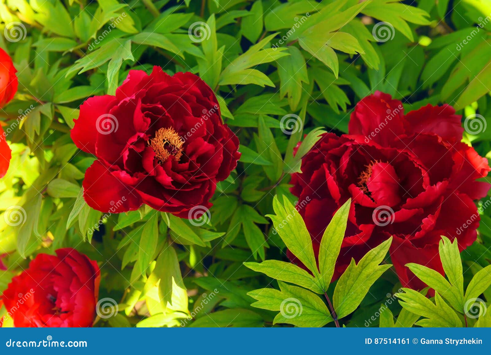 Red Flowers of Tree Peonies Stock Image - Image of bloom, tree: 87514161