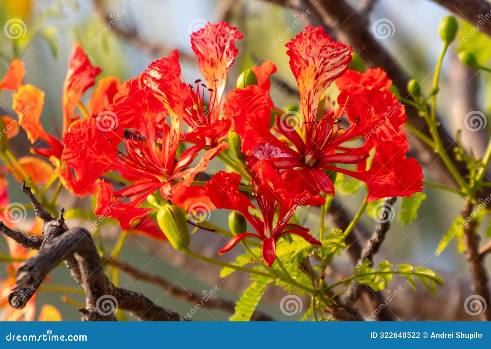 Red Flowers on a Tree in a Tropical Park Stock Photo - Image of bloom ...