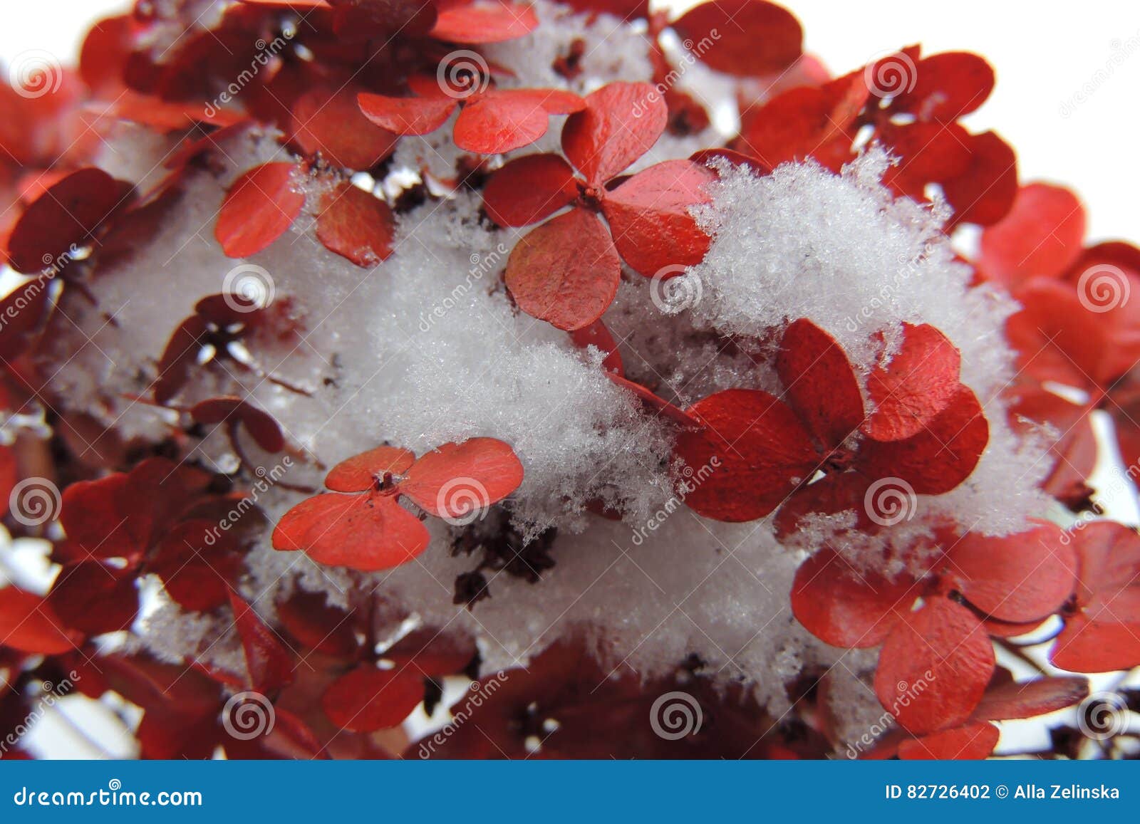 Red Flowers Under the Snow in the Garden Stock Photo - Image of snow ...