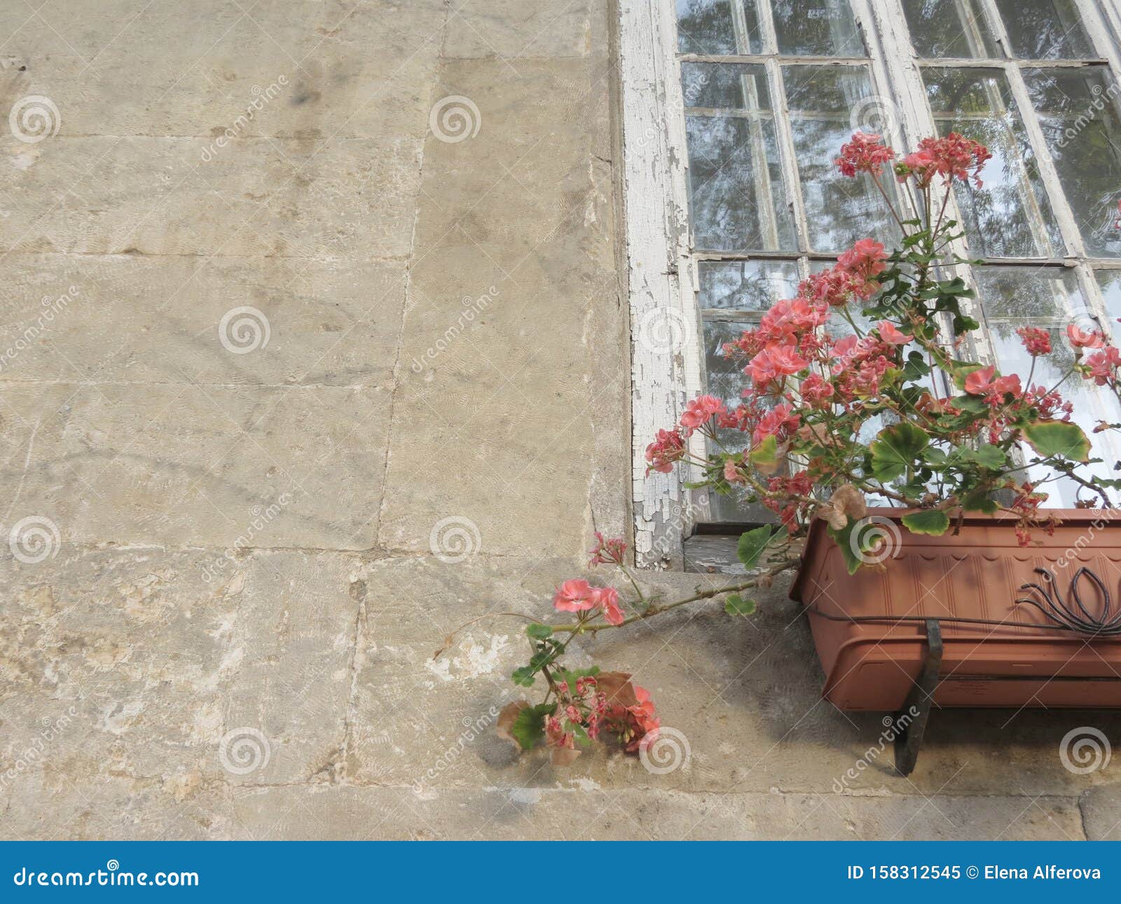 Red Flowers on Under Window in Old Shabby House Stock Image - Image of ...
