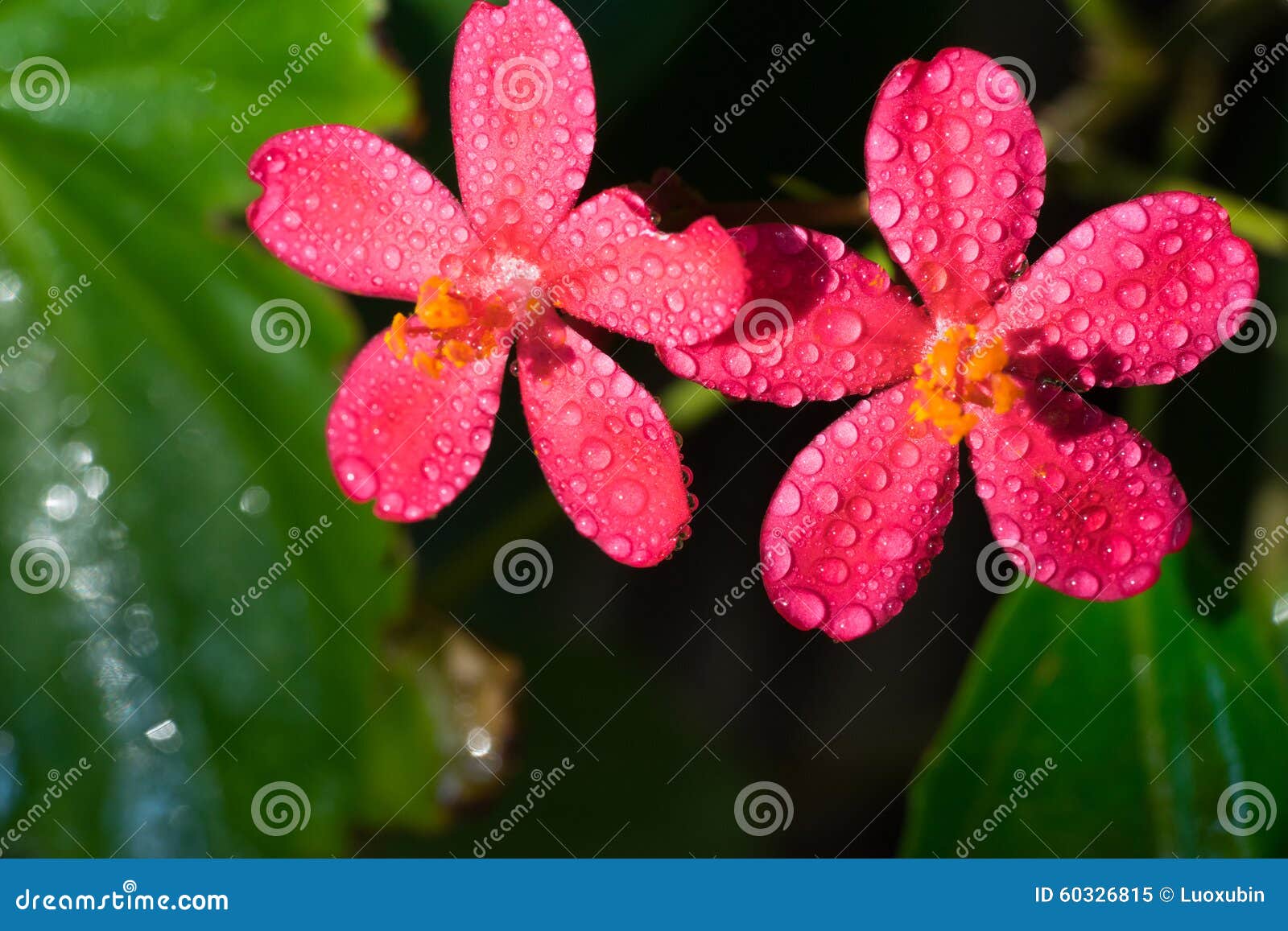 Red Flowers with Water Drop Stock Image - Image of water, outdoor: 60326815
