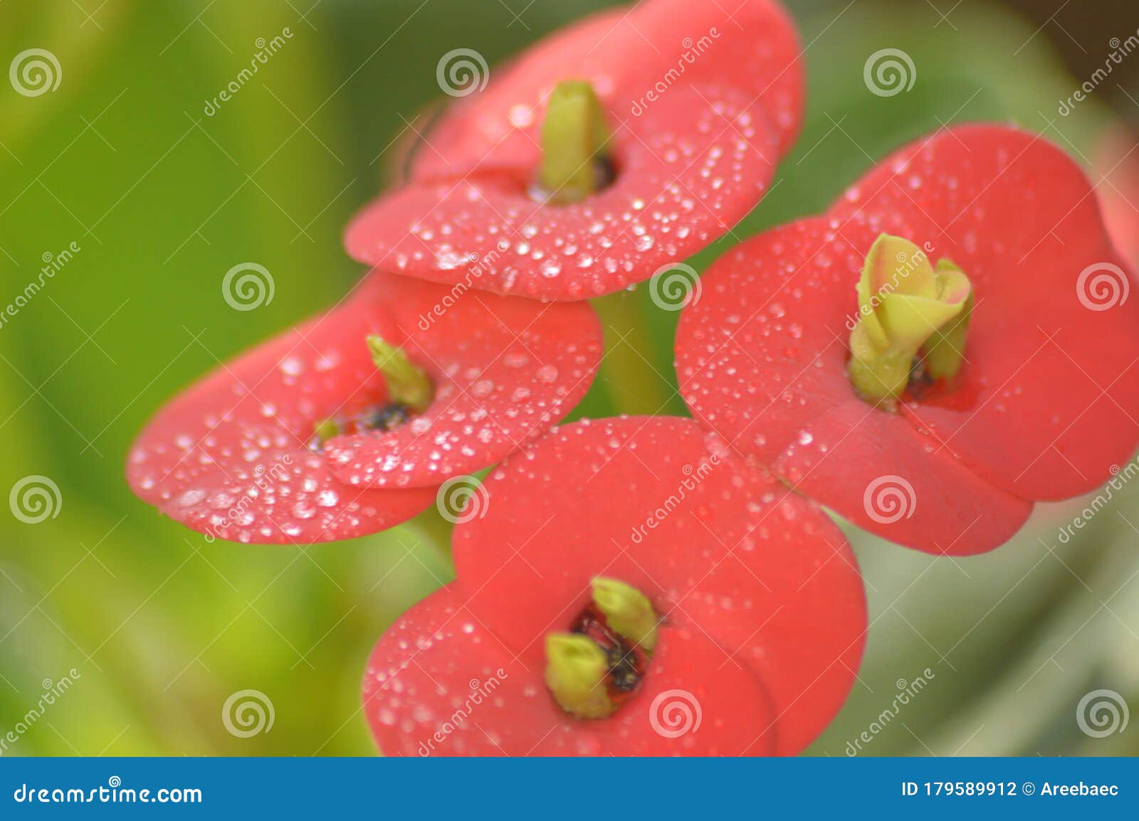 Red Flowers with Water Drops. Stock Photo - Image of shrub, petal ...