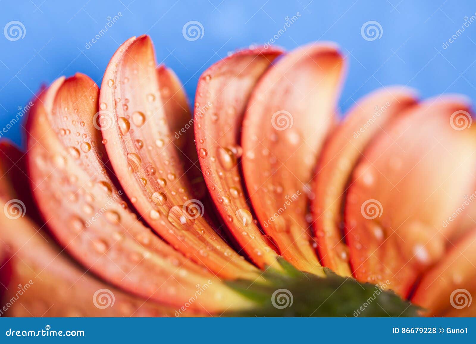Red Flowers with Water Drops Stock Photo - Image of petals, white: 86679228