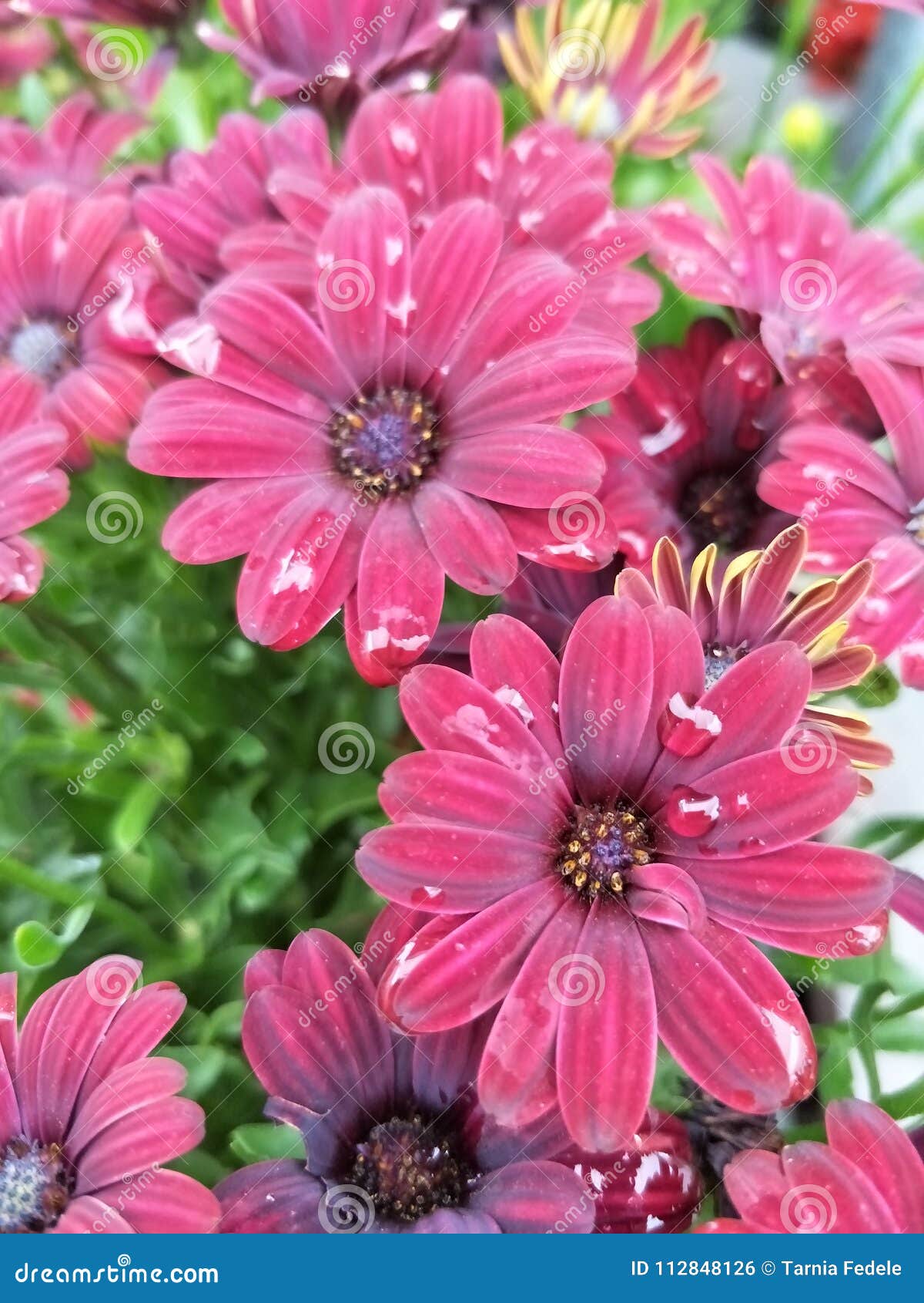 Red flowerd stock photo. Image of flowers, drops, nature - 112848126