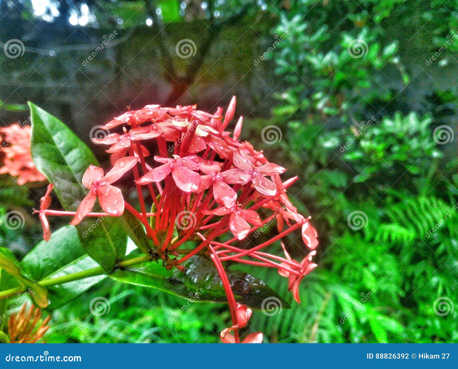 Red flowers stock photo. Image of rain, plant, raining - 88826392