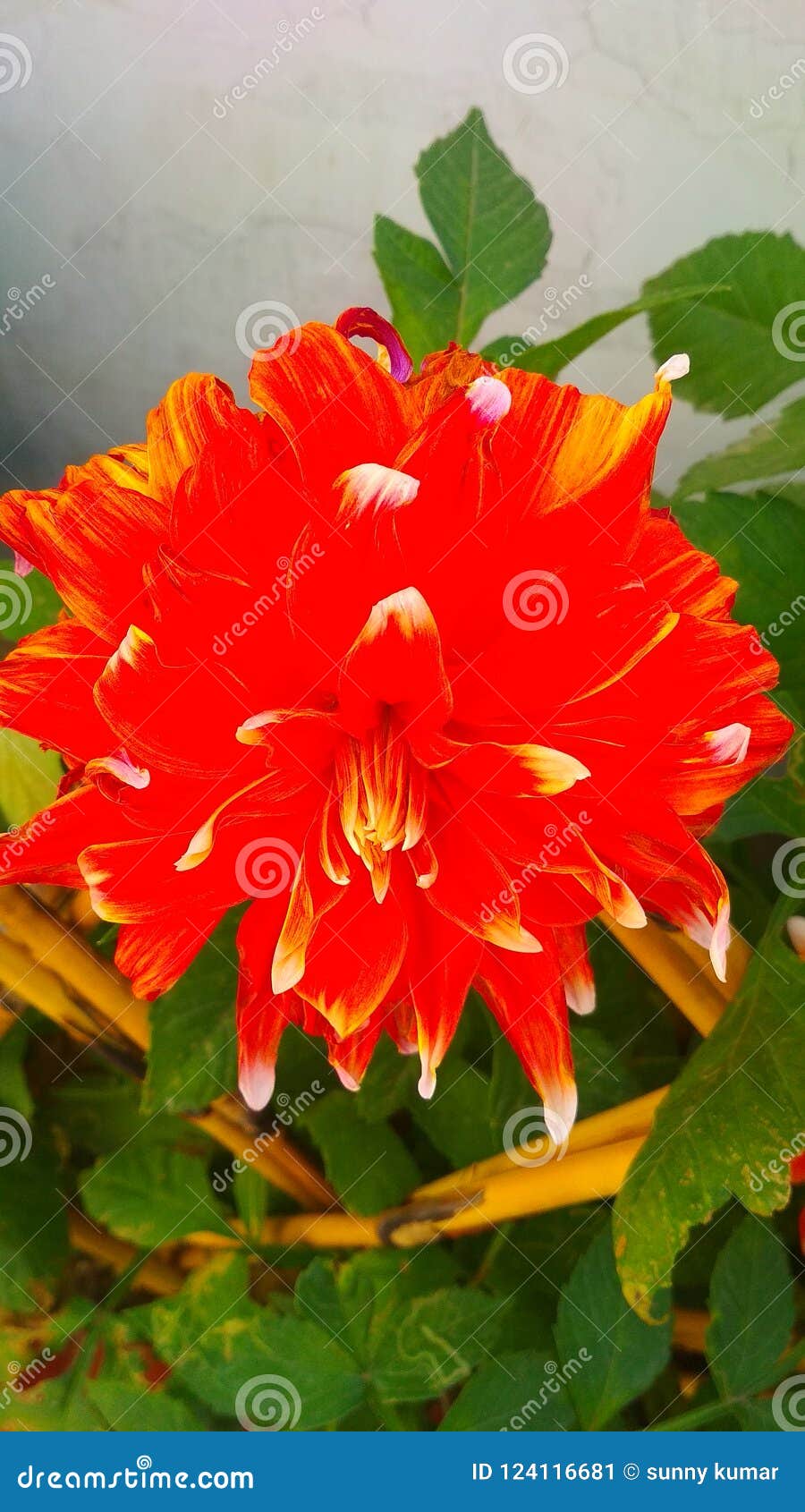 Red flowr stock image. Image of flowr, india, flower - 124116681