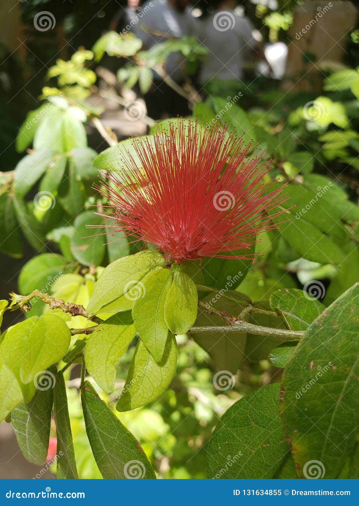 Red fluff ball flower stock image. Image of ball, fluff - 131634855