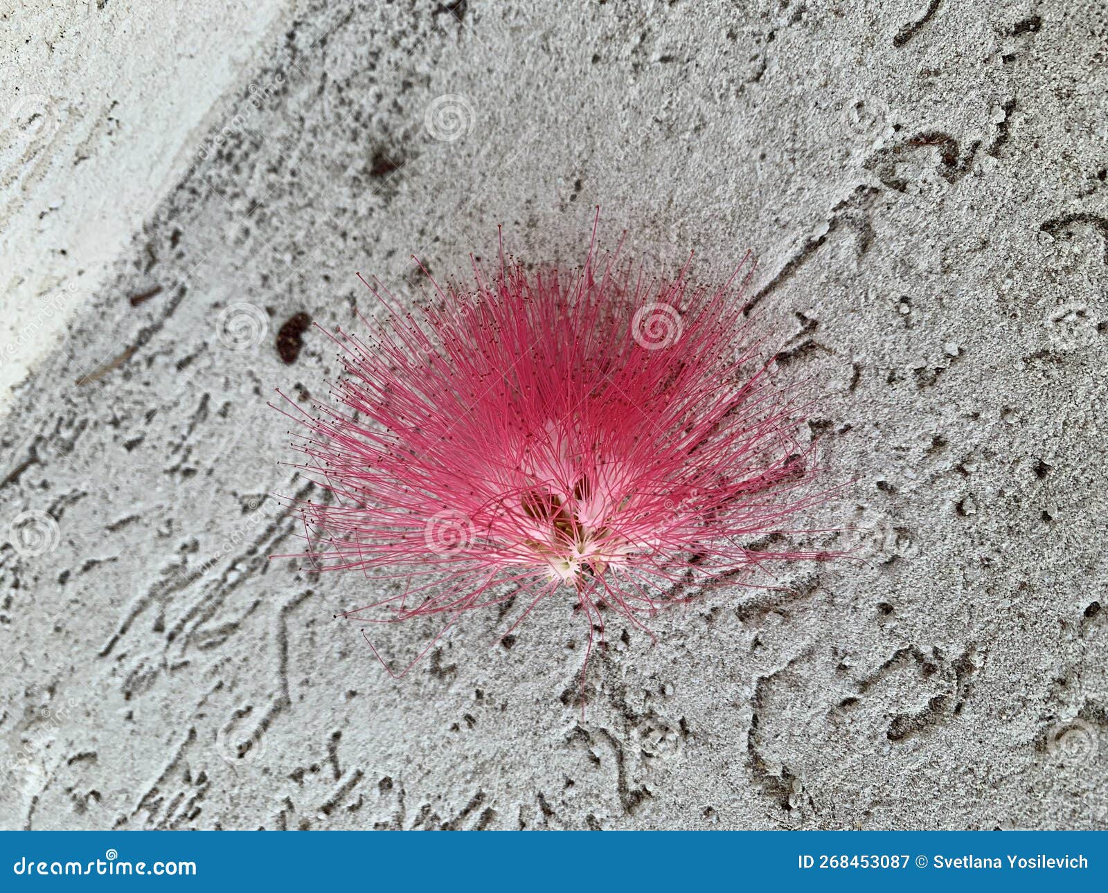 Red fluff on a gray stock image. Image of backdrop, dirty - 268453087