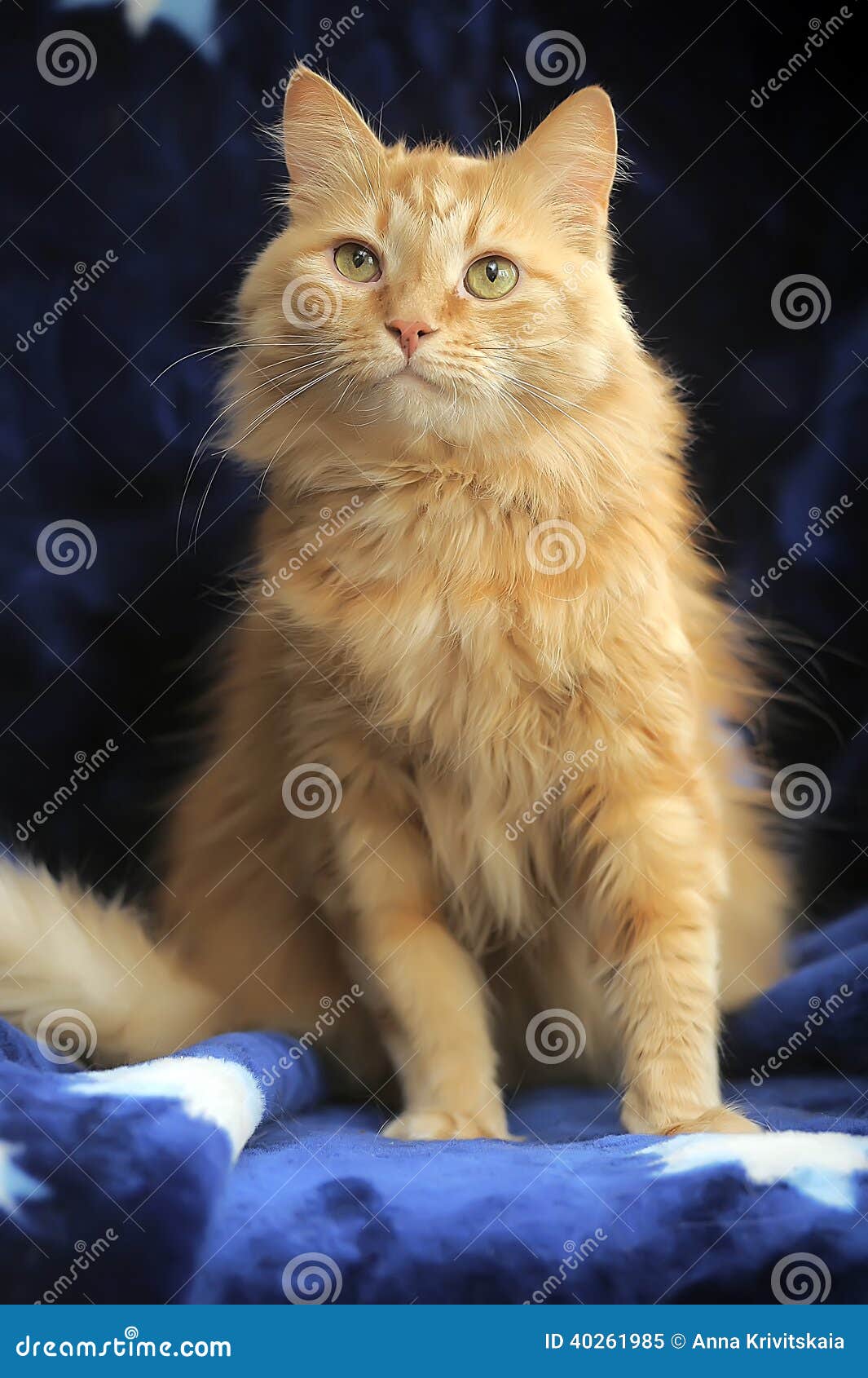 Red fluffy cat stock image. Image of focus, background - 40261985