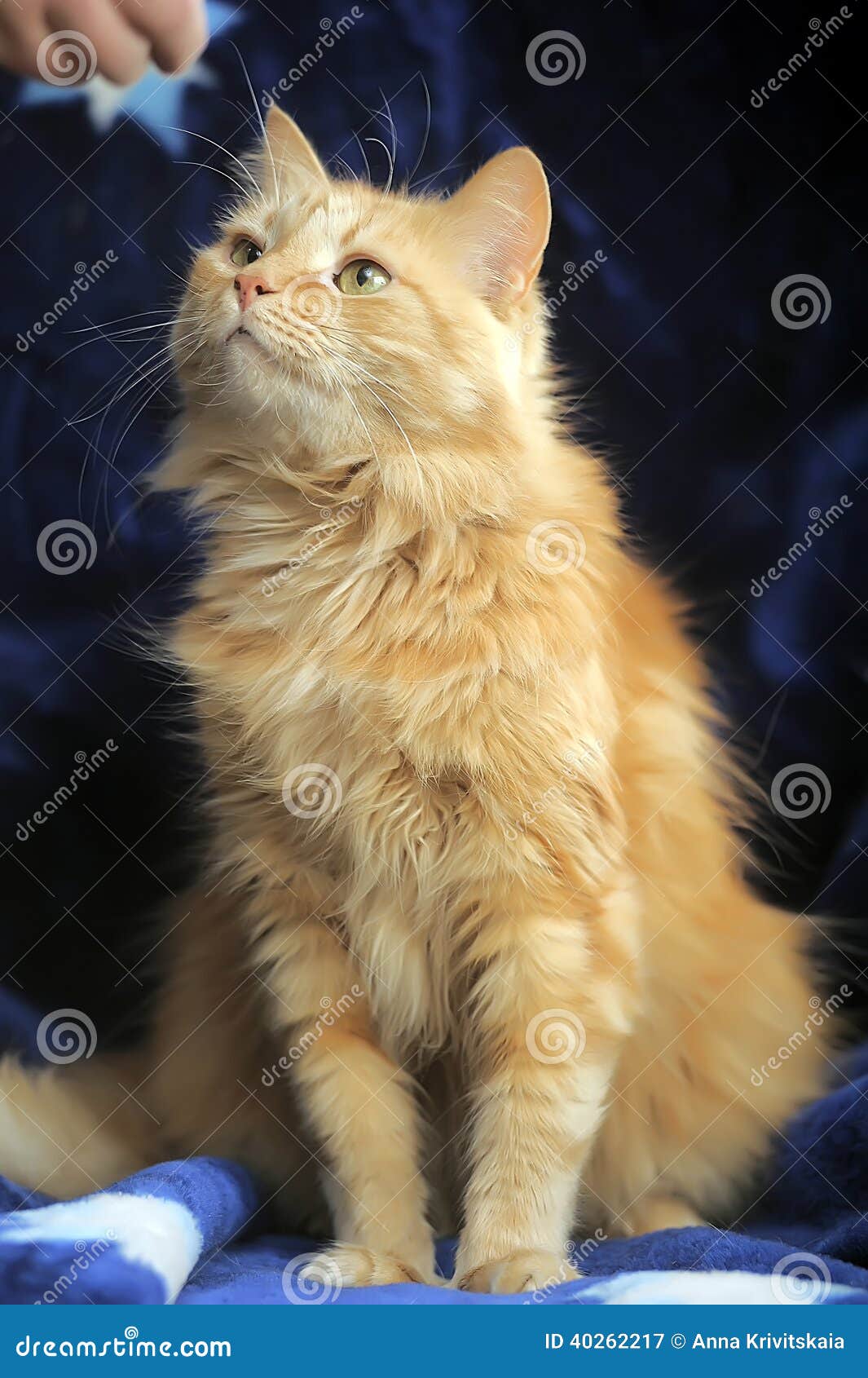 Red fluffy cat stock image. Image of funny, looking, look - 40262217