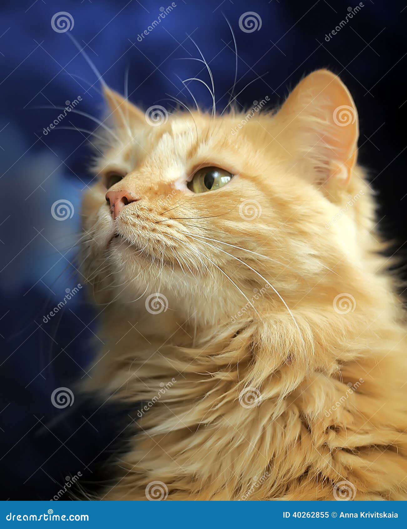 Red fluffy cat stock image. Image of ginger, animal, looks - 40262855