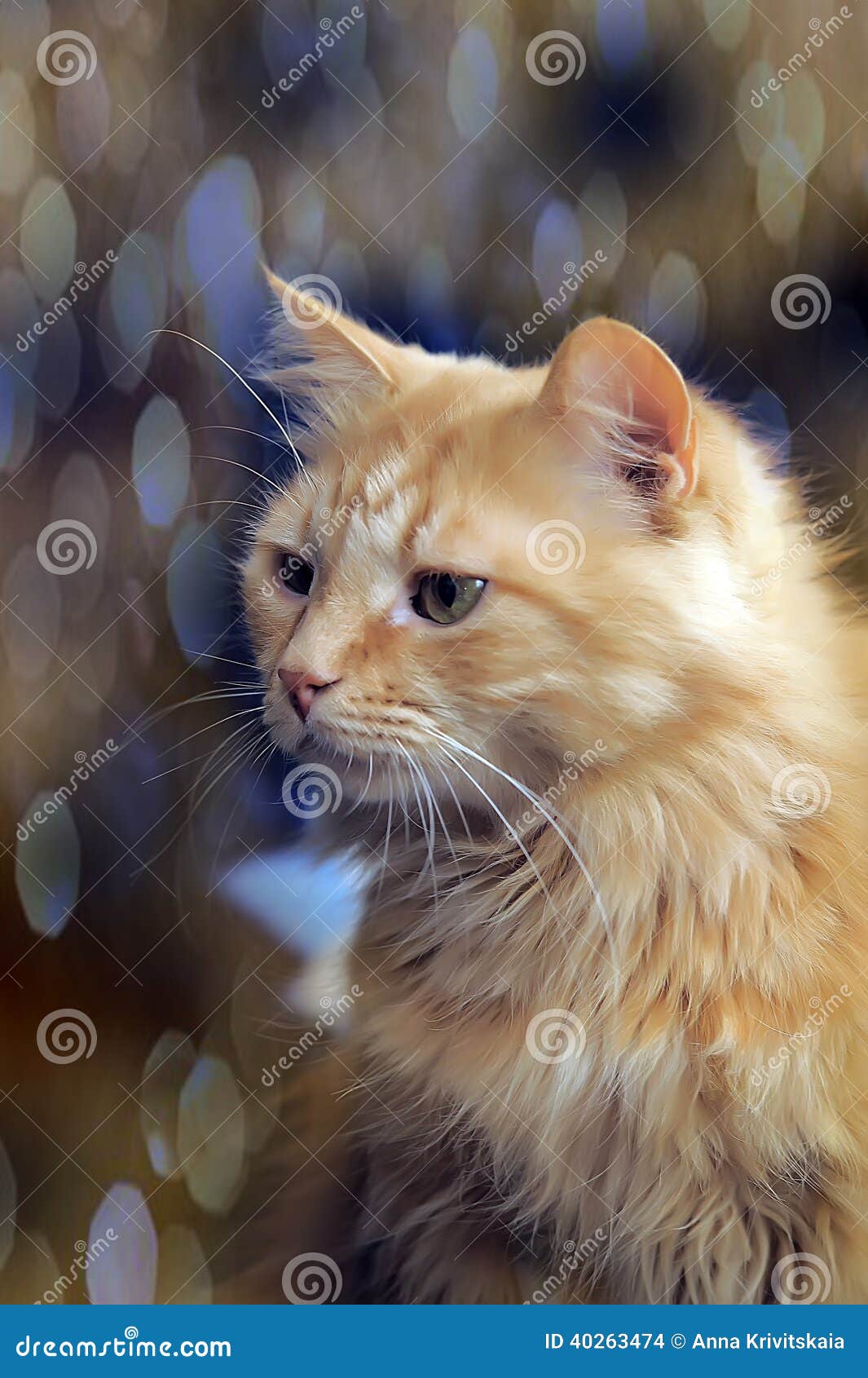 Red fluffy cat stock photo. Image of curious, background - 40263474