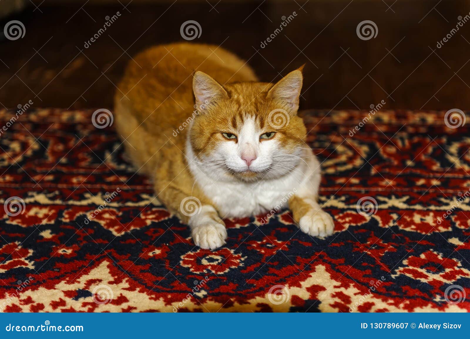 Cat is on carpet stock image. Image of orange, looking - 130789607