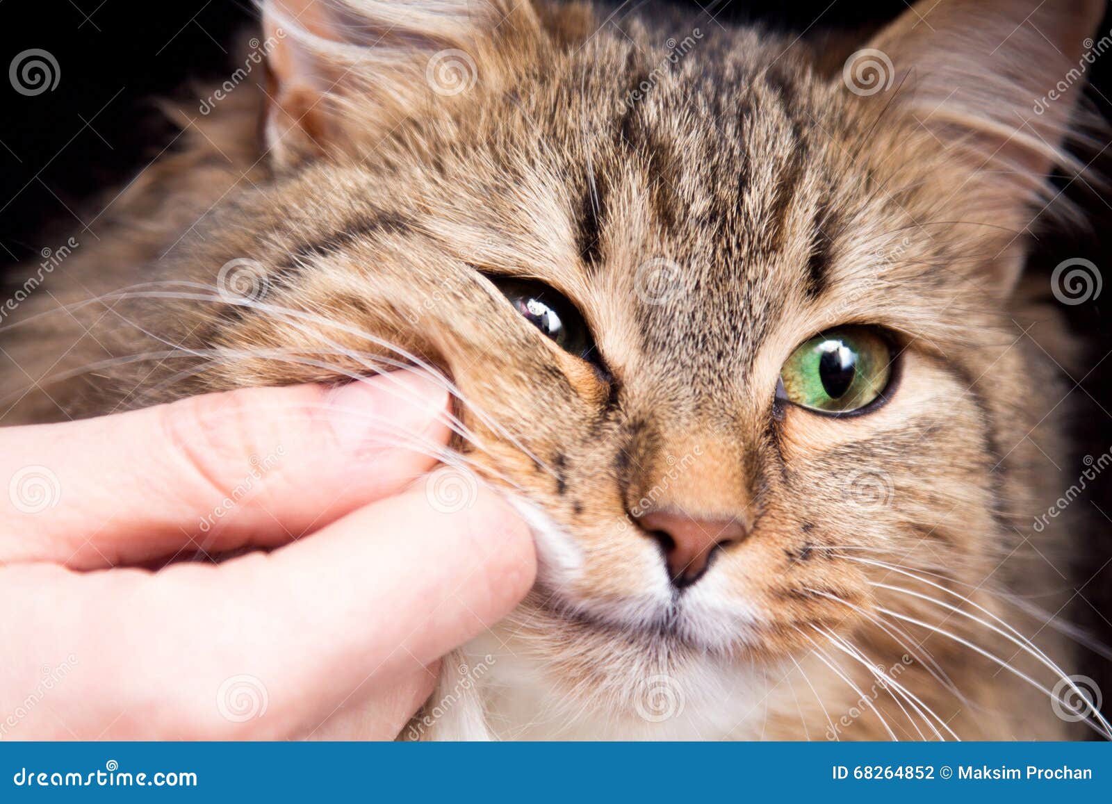 Red Fluffy Cat and the Hand of the Hostess Stock Photo - Image of ...