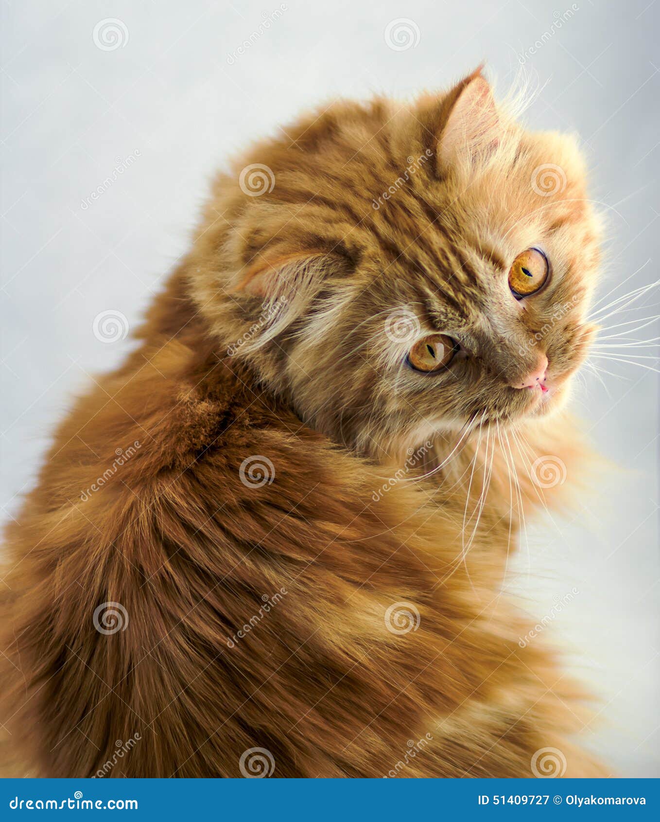 Red Fluffy Cat with Orange Eyes Stock Image - Image of nose, purebred ...