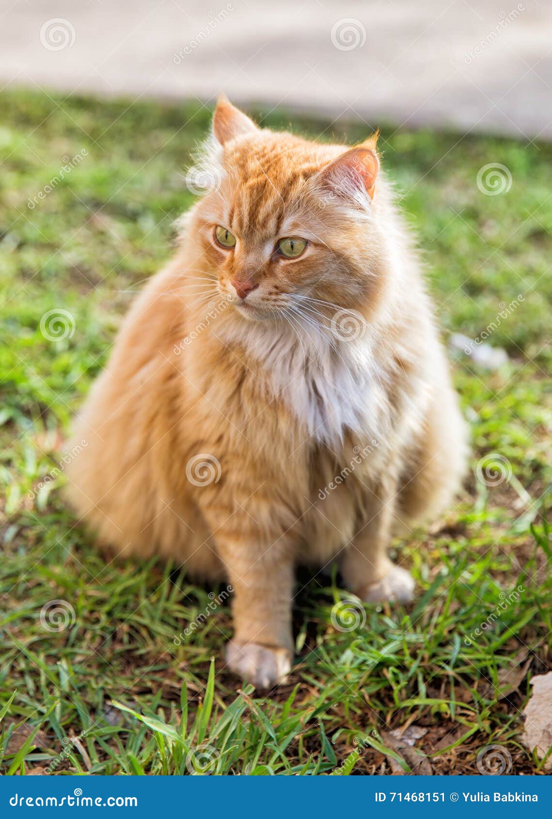 Red fluffy cat stock image. Image of young, eyes, cute - 71468151