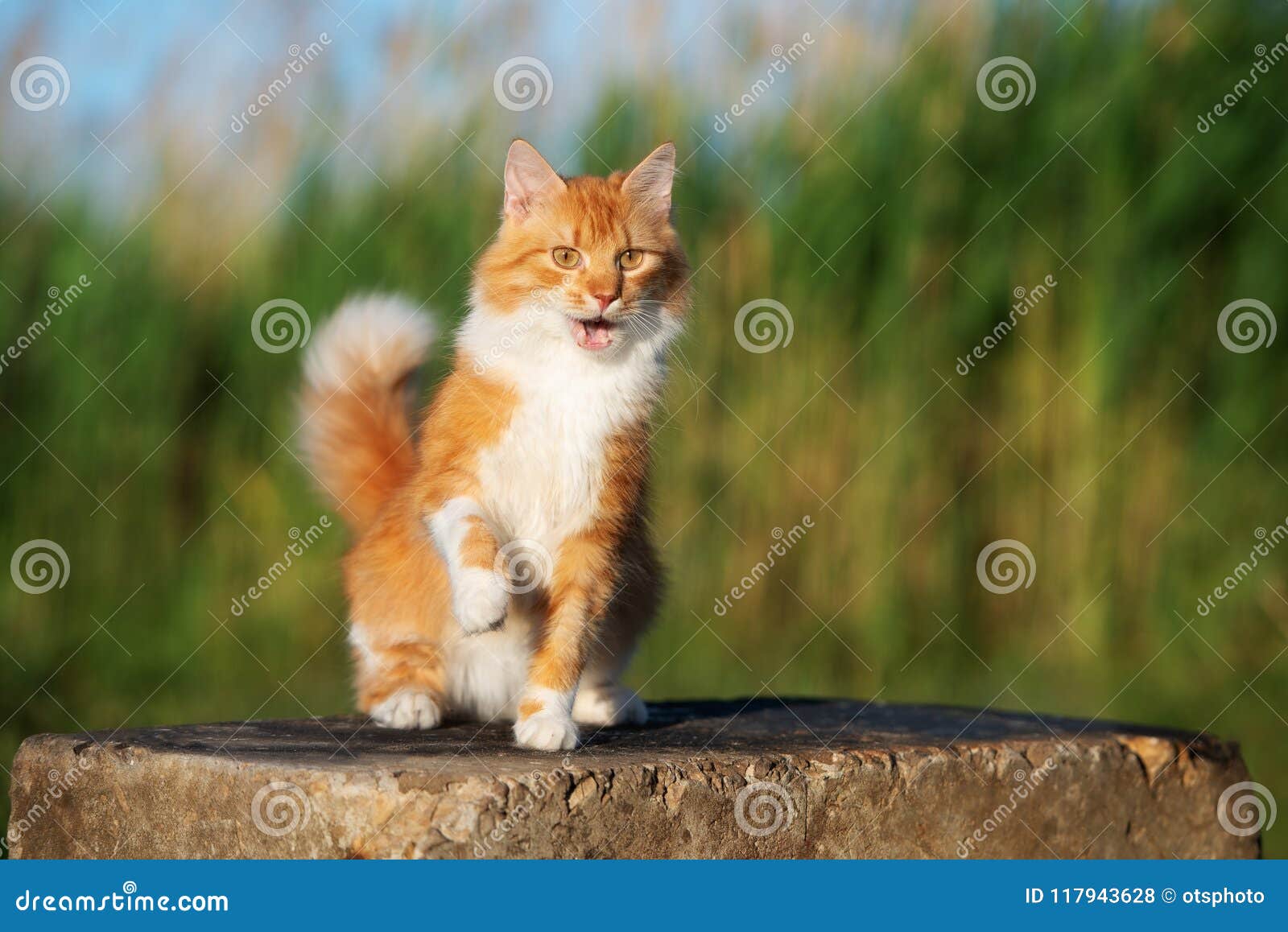 Beautiful Red Cat Outdoors in Summer Stock Photo - Image of small ...