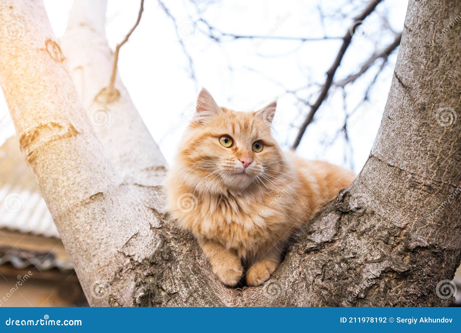 Red Fluffy Cat on a Tree. Beautiful Red Cat on a Tree Stock Photo ...