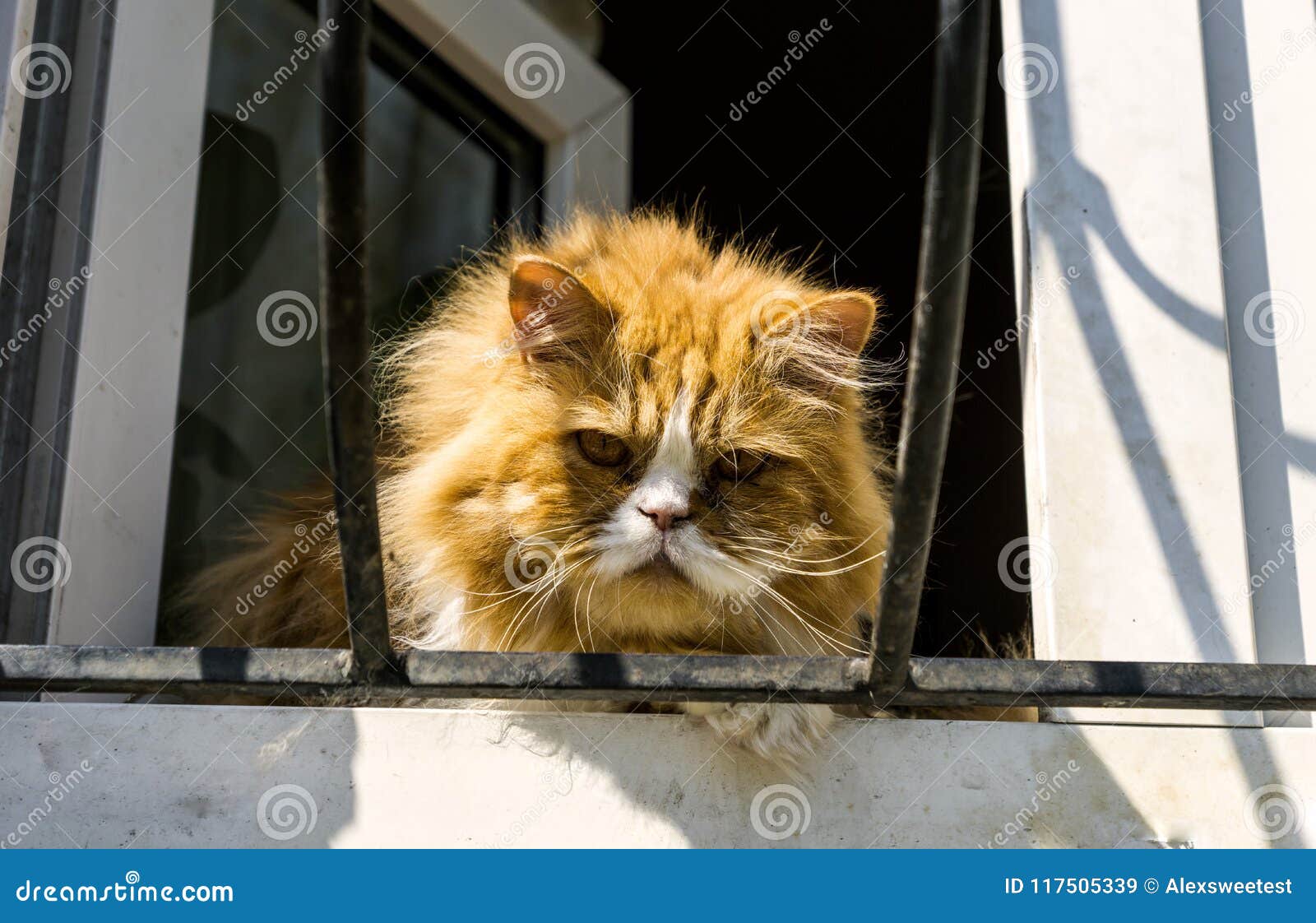 Rad cat stock image. Image of domestic, eyes, hair, lovely - 117505339