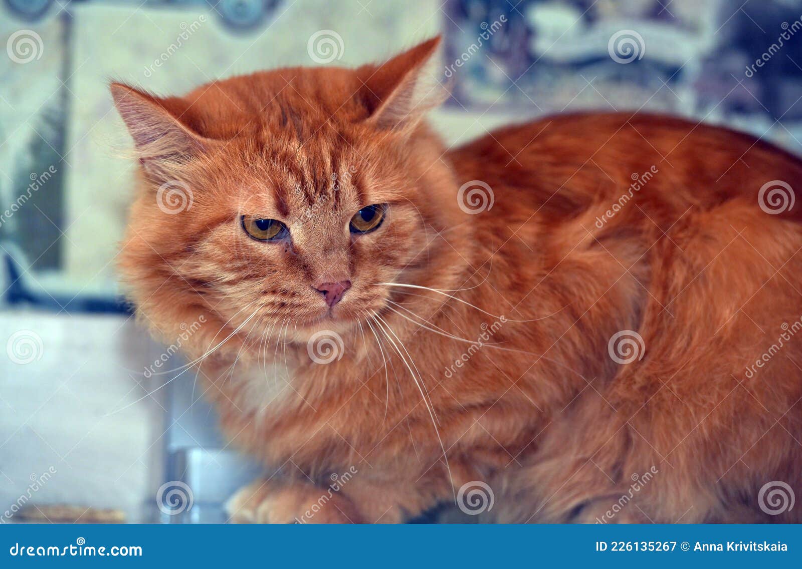 Red Fluffy Disgruntled Domestic Cat Stock Image - Image of irritated ...