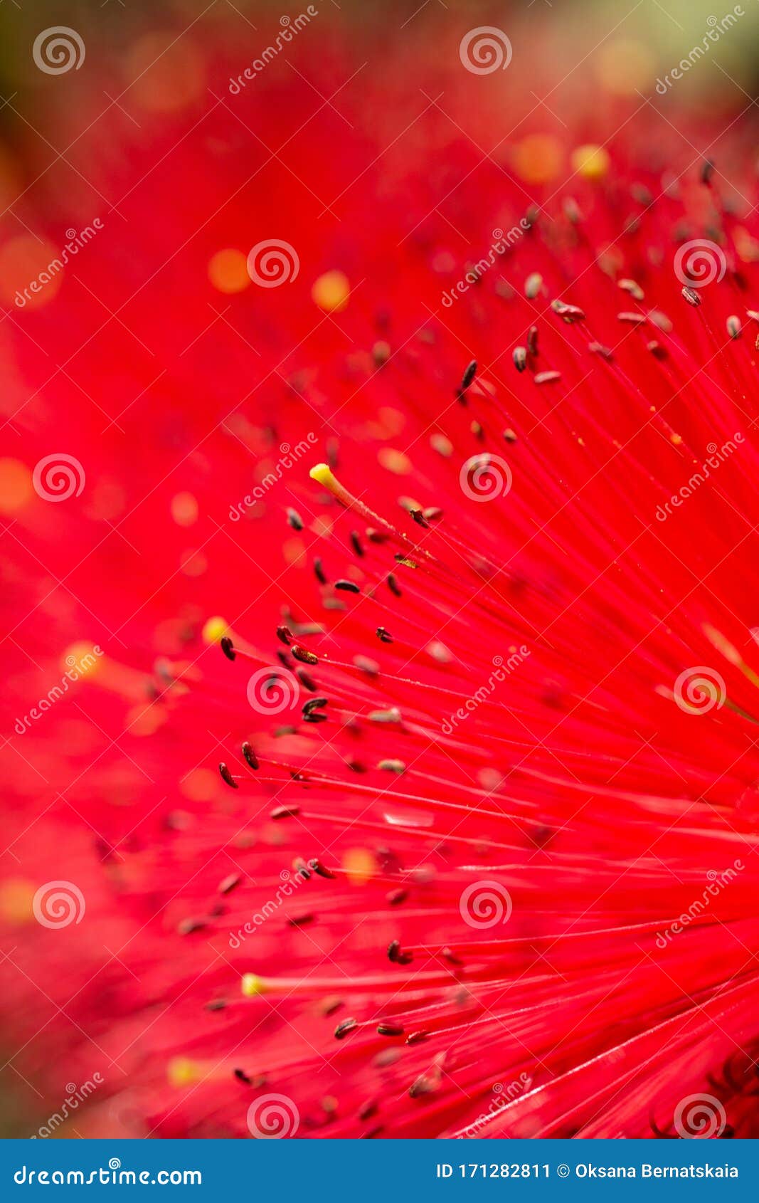 Red Fluffy Flower As Background Stock Image - Image of plant, hairs ...