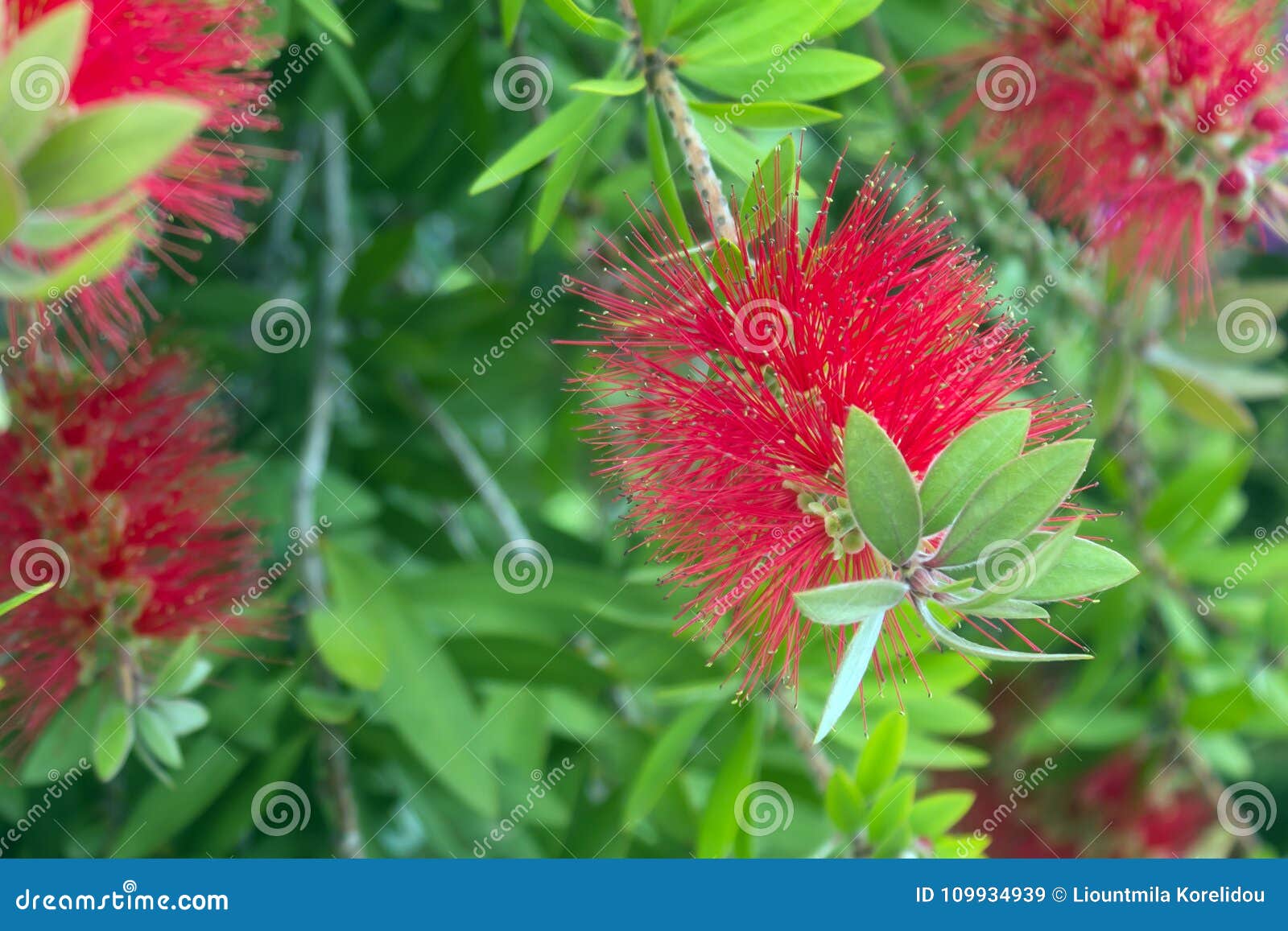 Red Fluffy Flowers of the Metrosideros Excelsa. Puhutakawa Tree Stock ...