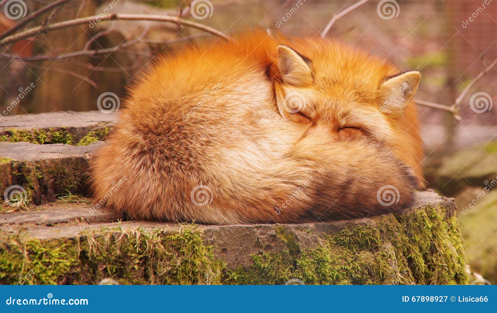 Red fluffy fox sleep stock image. Image of moss, stump - 67898927