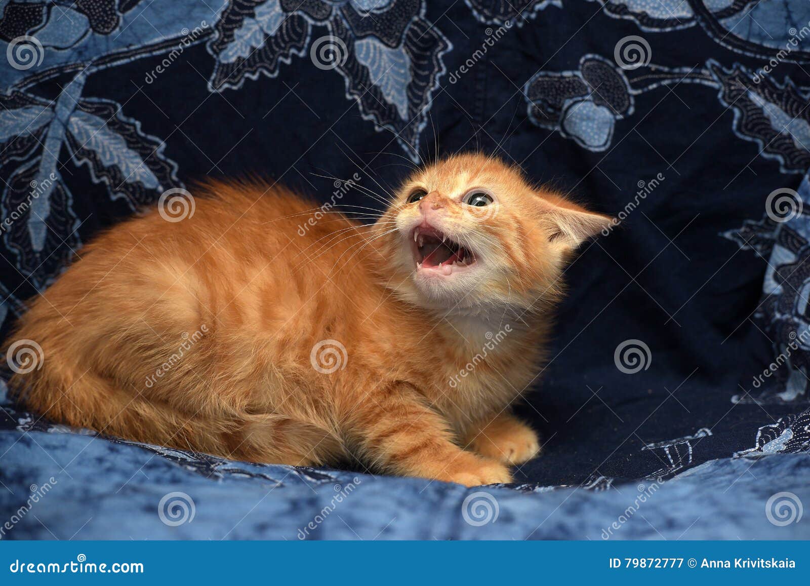 Red Angry Cat Hissing And Showing Teeth Stock Image | CartoonDealer.com ...