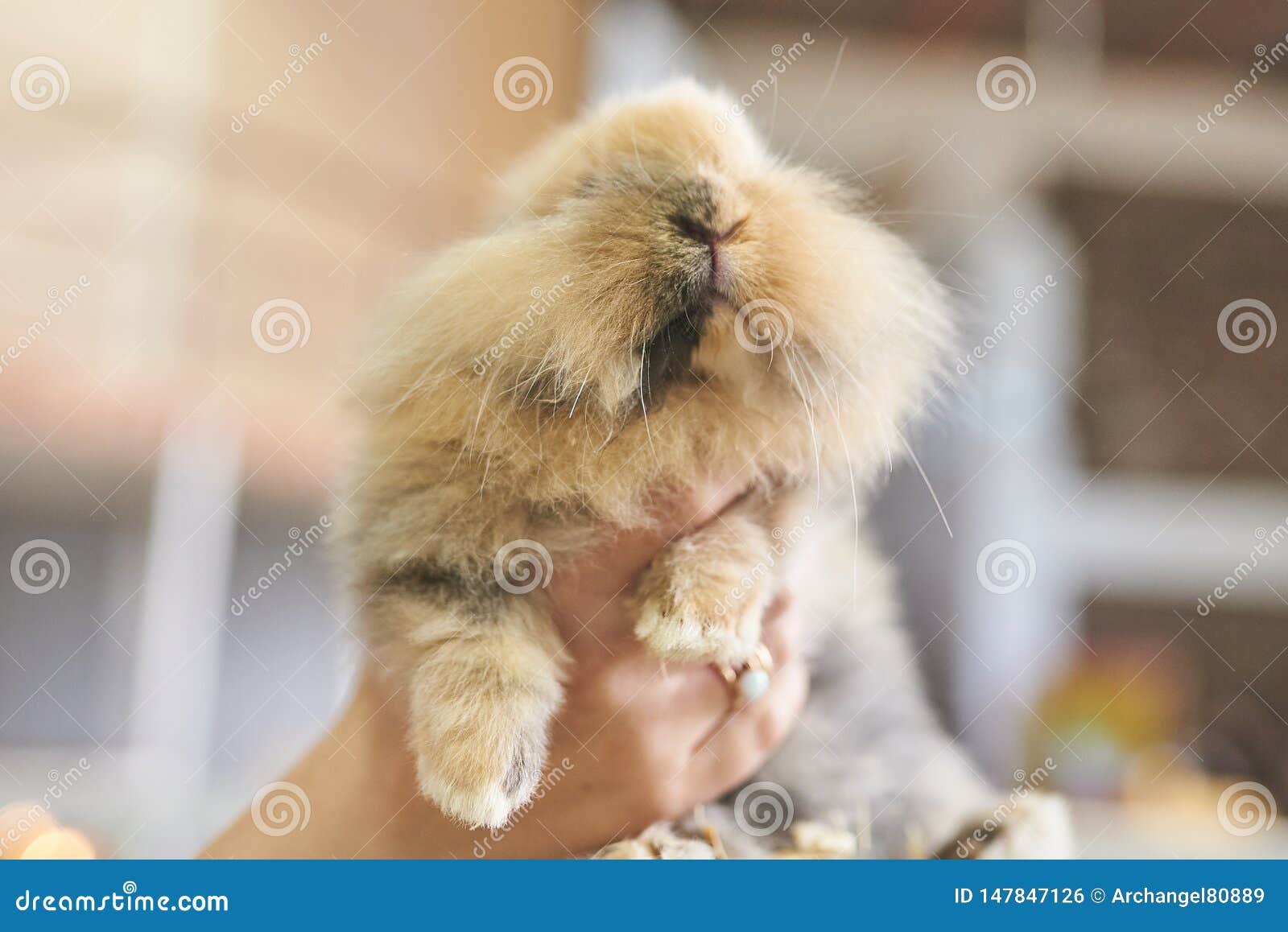 Red Fluffy Rabbit with a Black Spot on the Muzzle Stock Photo - Image ...