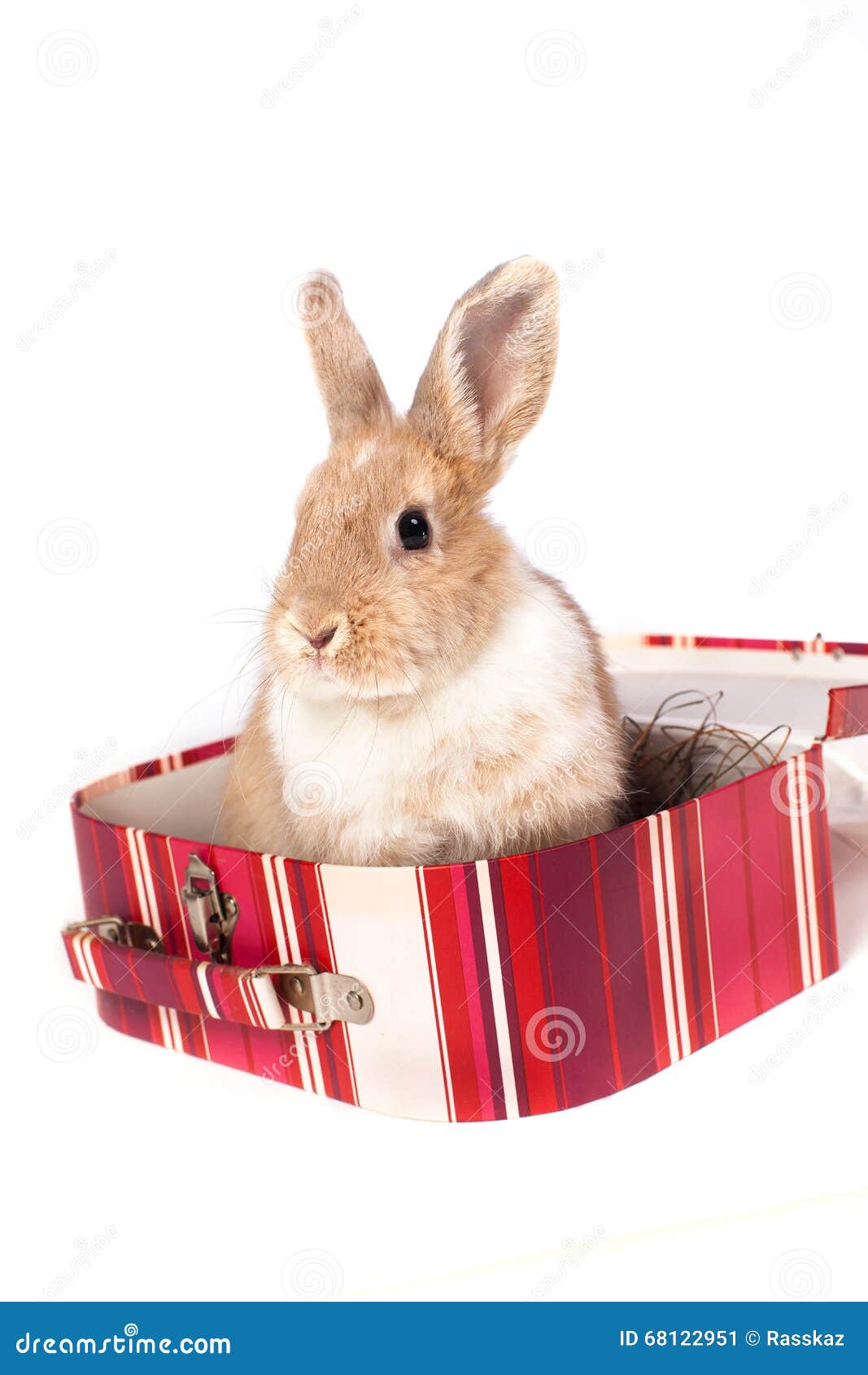 Red Fluffy Rabbit in a Suitcase Stock Image - Image of studio, rabbits ...
