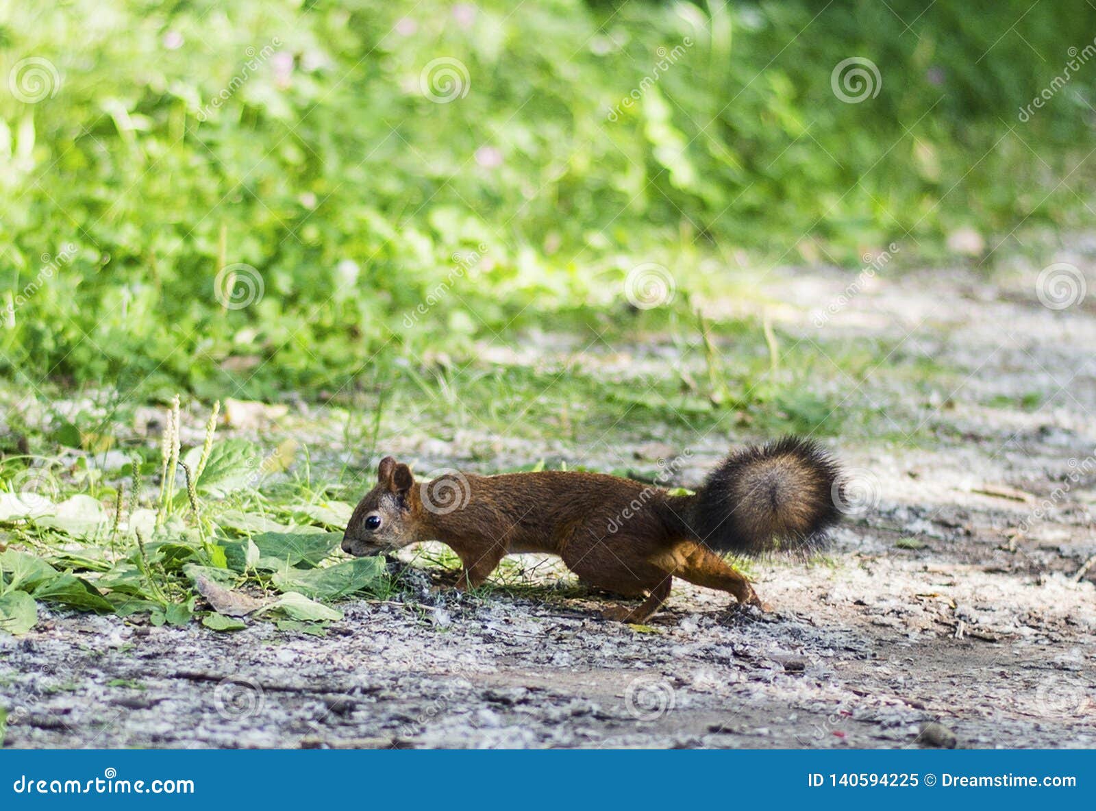 Red Squirrel Runs through the Forest in Summer Stock Image - Image of ...