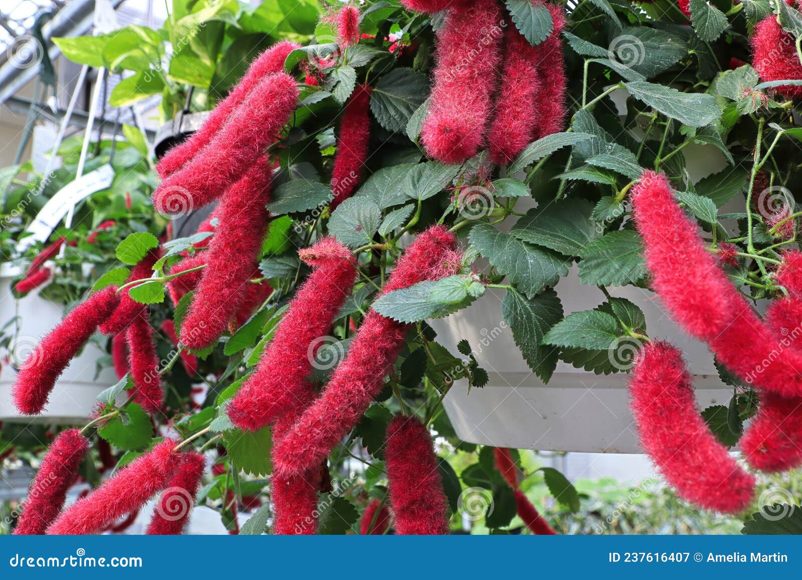 Red Fluffy Tufts on a Chenille Plant Stock Image - Image of poisonous ...