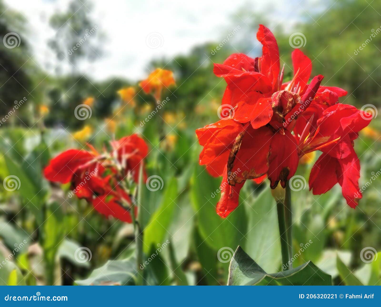Red flower blow stock image. Image of prairie, produce - 206320221