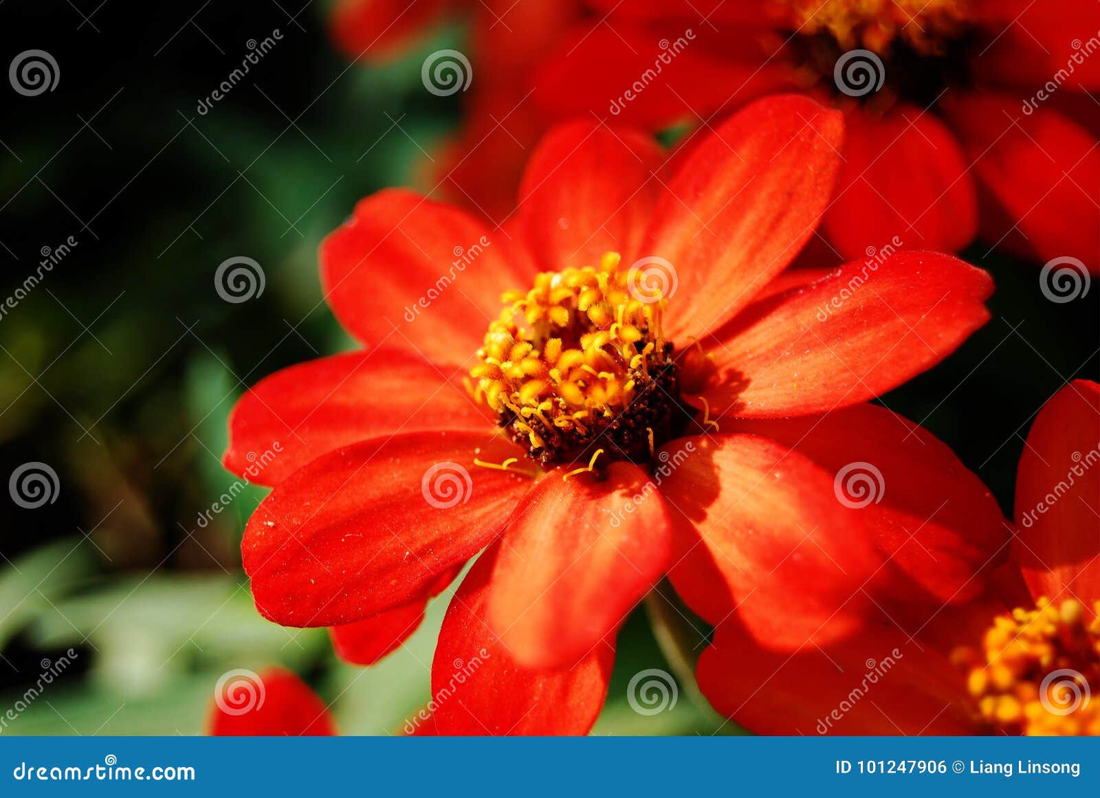 Red flwoer stock photo. Image of yellow, nectar, colorful - 101247906
