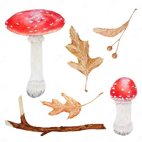 Red Fly Agaric Dried Leaves Branch Linden Seeds Watercolor Hand