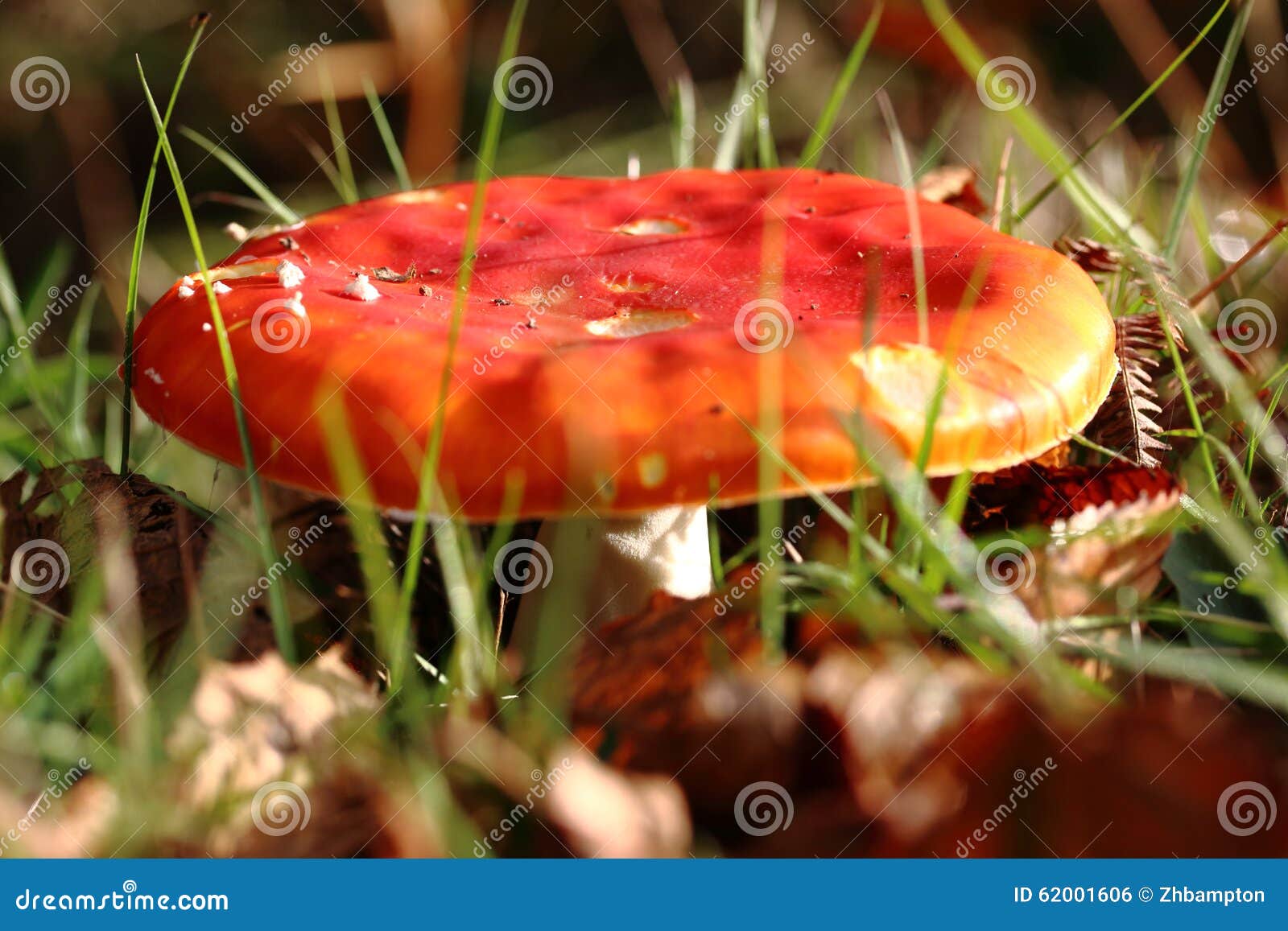 Red Fly Agaric Mushroom Toadstool Stock Photo - Image of fungus ...