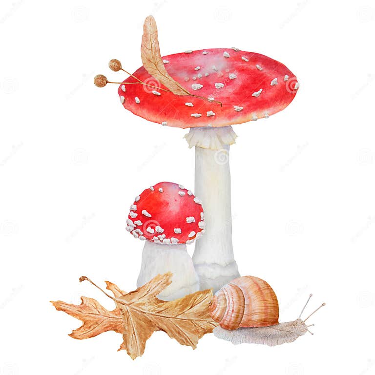 Red Fly Agaric Dried Leaves Linden Seeds Snail Watercolor Hand