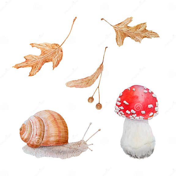 Red Fly Agaric Dried Leaves Linden Seeds Snail Watercolor Hand