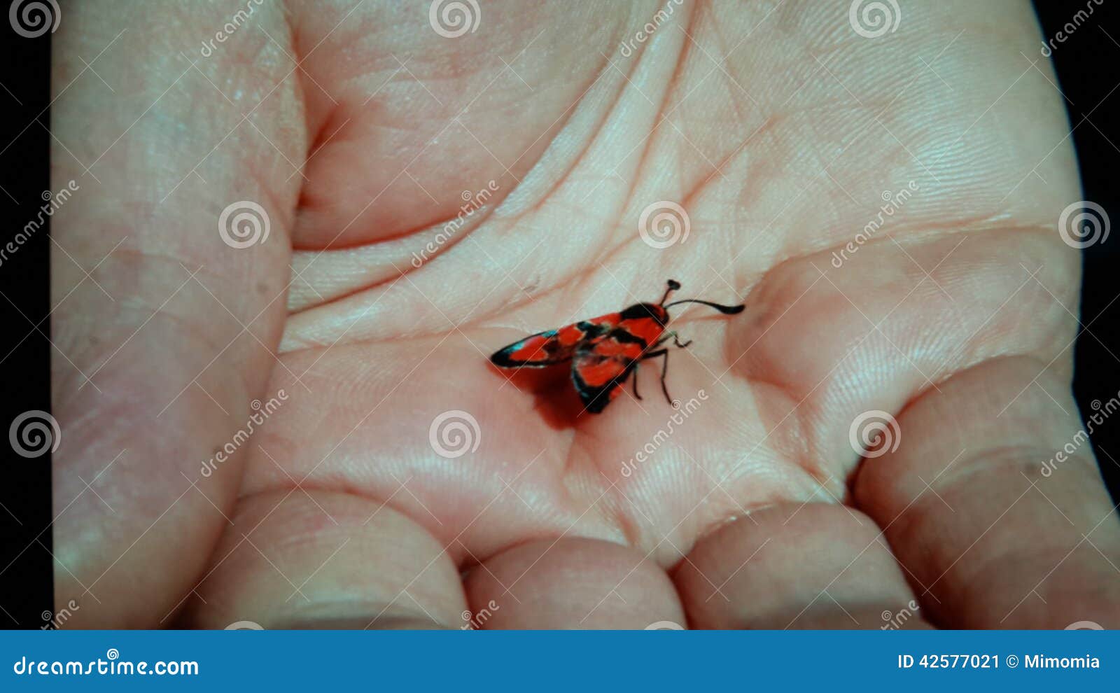 Red Fly stock image. Image of nature, strange, creatures - 42577021